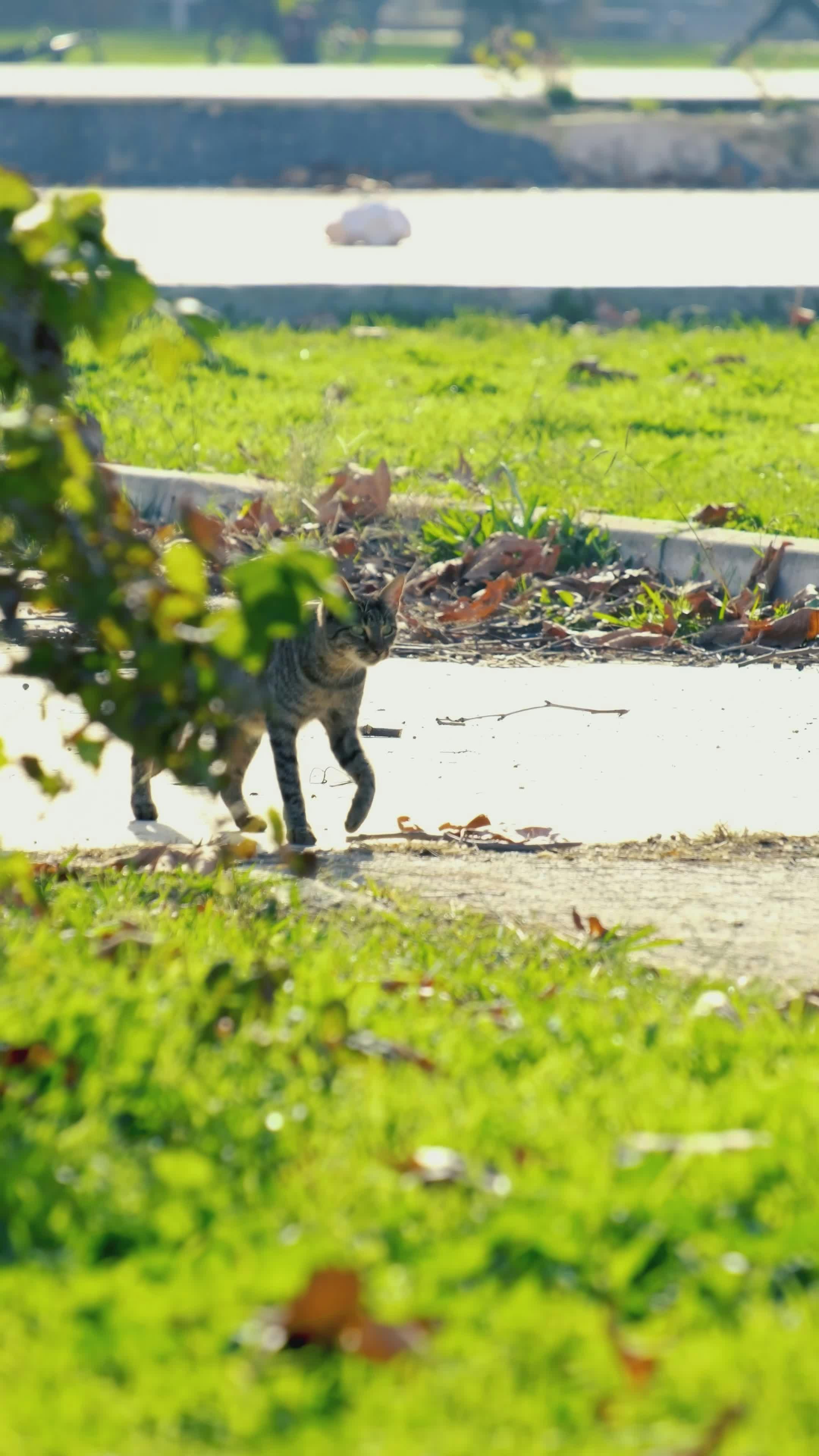 Che Cat Logo Videos, Download The BEST Free 4k Stock Video Footage ...