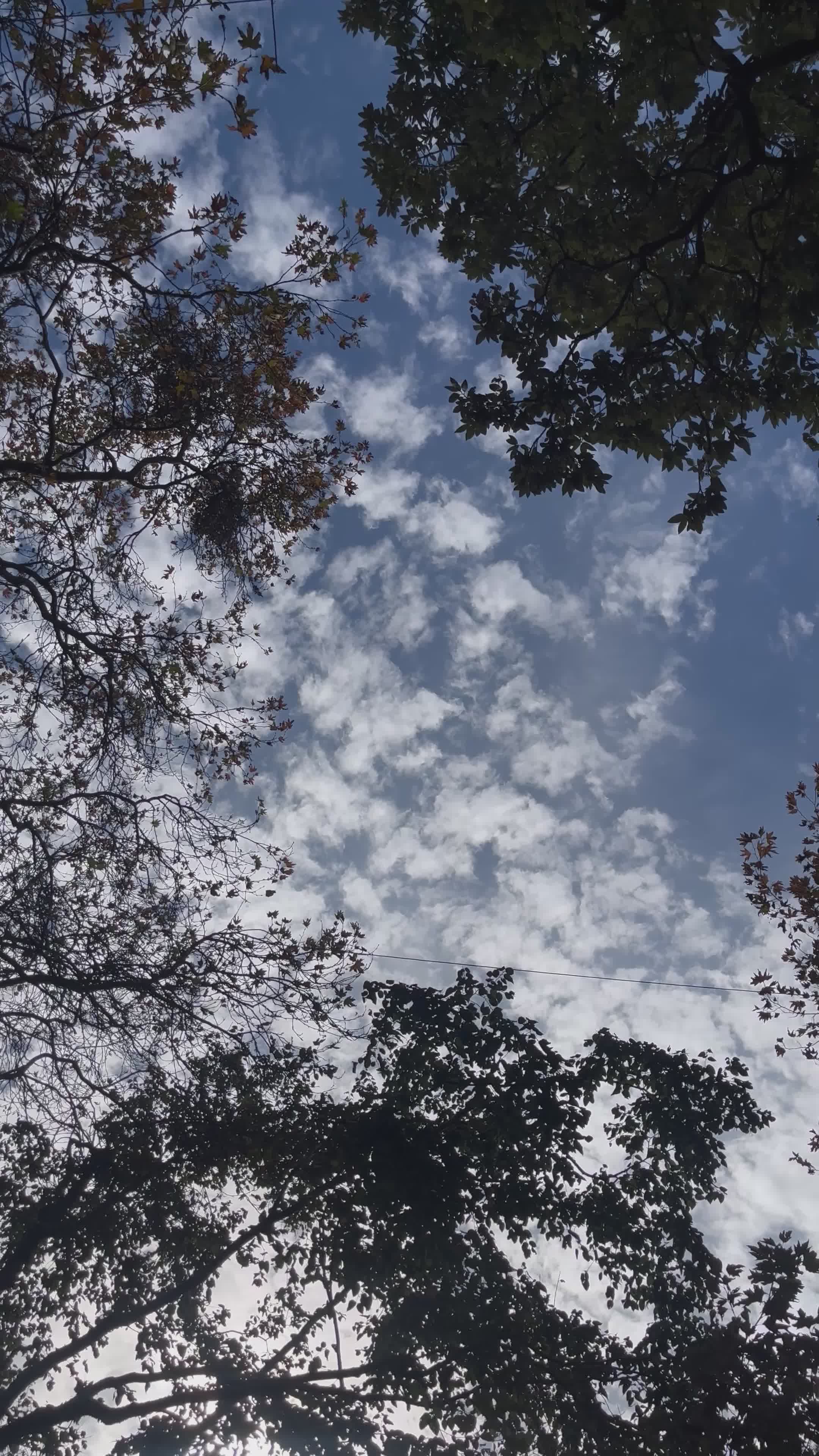 Serene Sky Through Tree Canopy Free Stock Video Footage, Royalty-Free ...