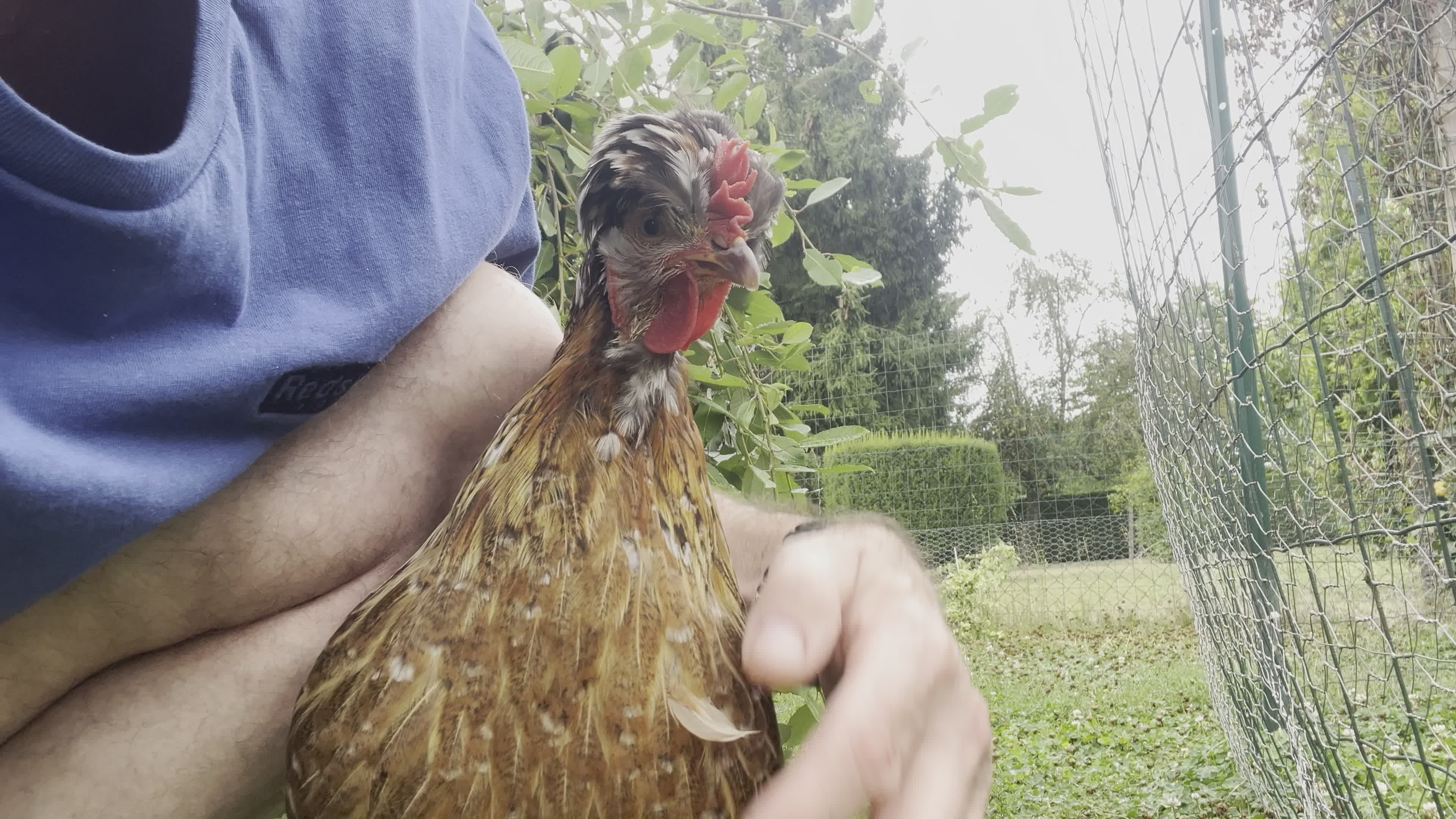 Relaxed Hen Being Comforted Outdoors Free Stock Video Footage, Royalty ...