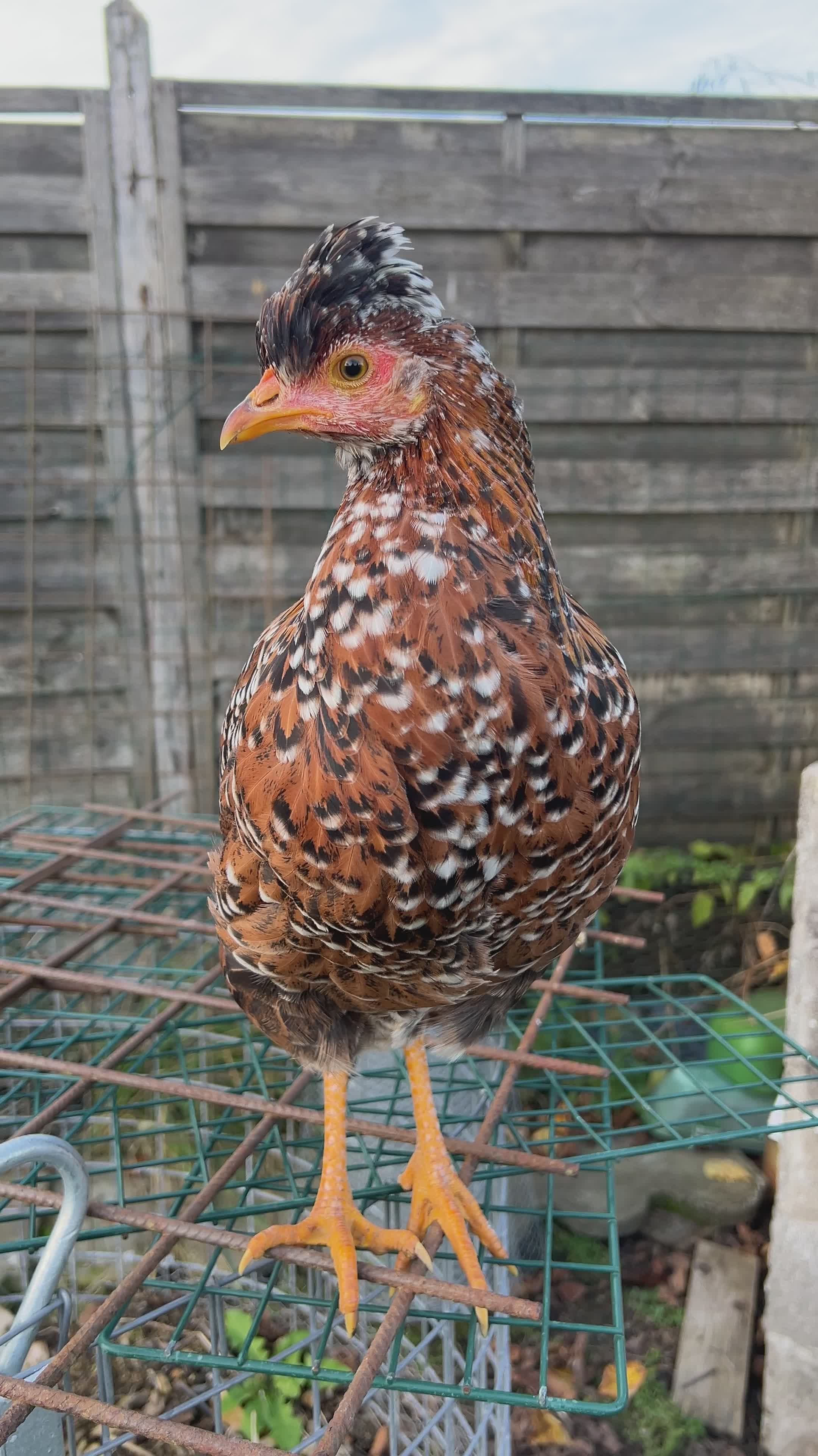 Colorful Hen in Rustic Chicken Coop Free Stock Video Footage, Royalty ...