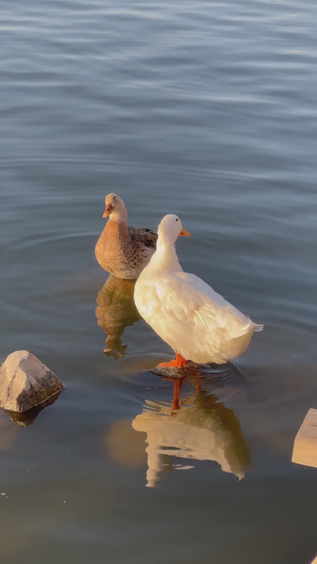 Peaceful Ducks on a Serene Pond Free Stock Video Footage, Royalty-Free ...