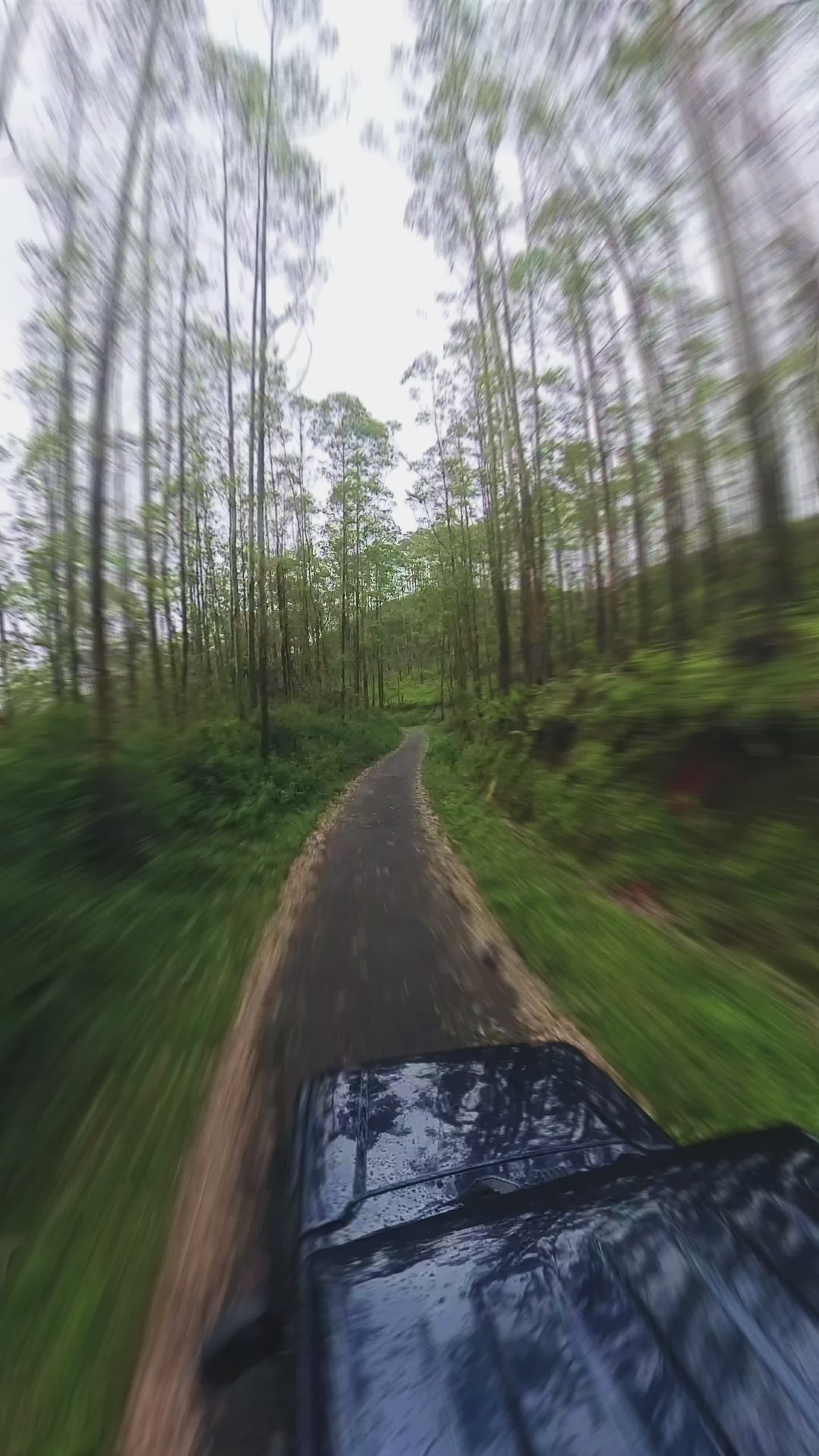 Fast Off-Road Drive Through Scenic Forest Free Stock Video Footage ...