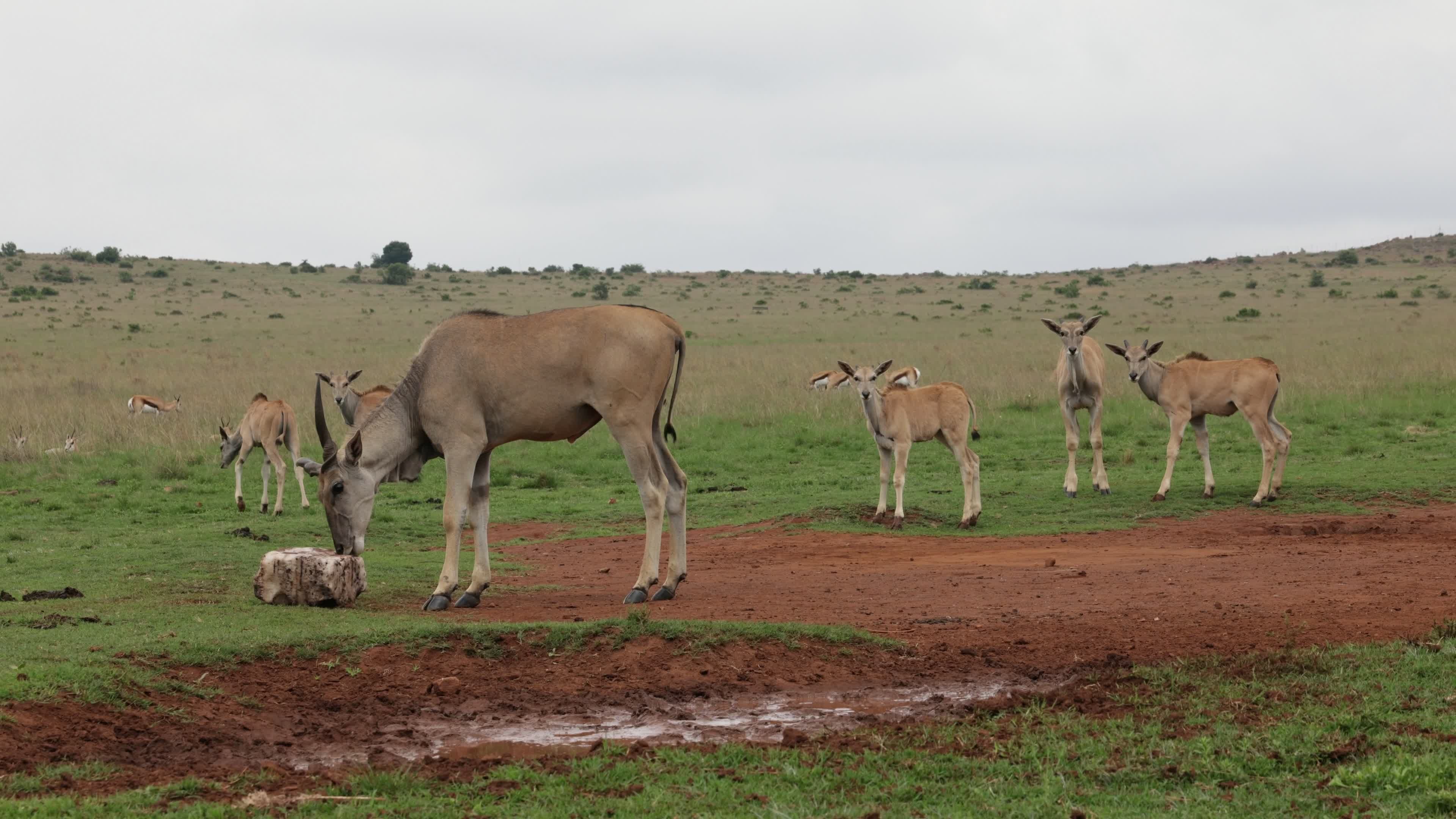 Elands in African Savanna Grazing Scene Free Stock Video Footage ...