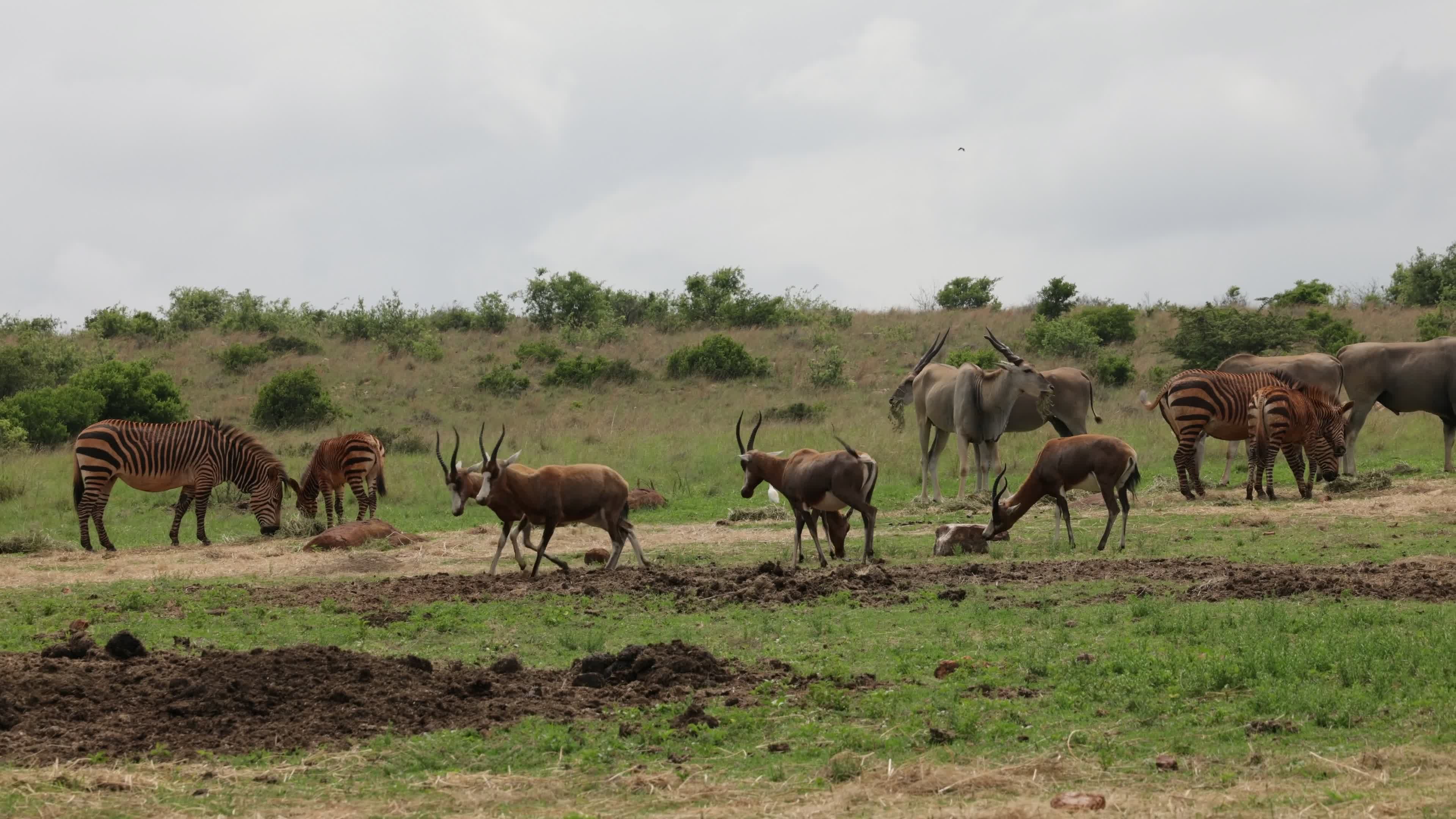 Majestic African Wildlife Grazing in Savanna Free Stock Video Footage ...