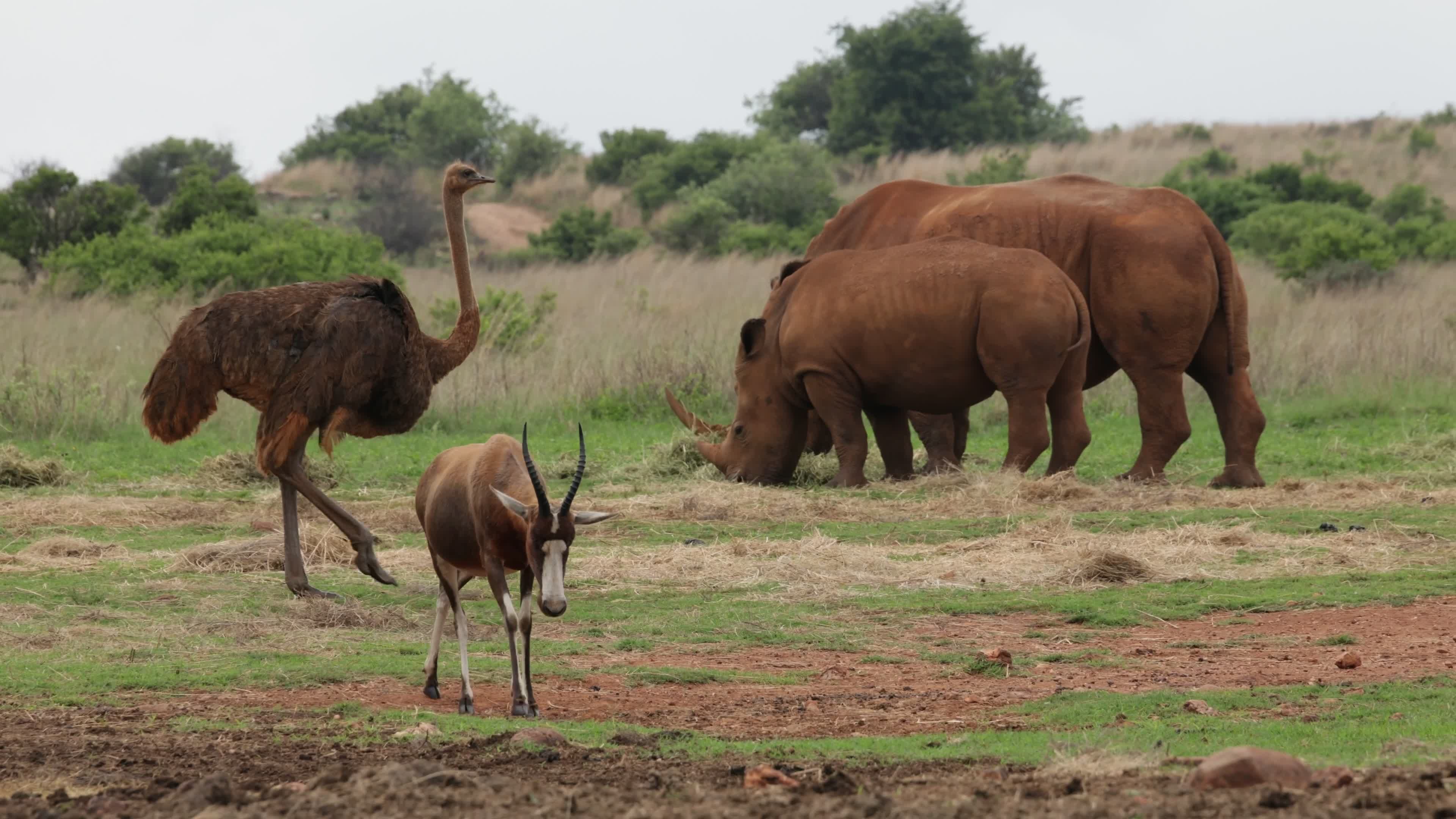 Vídeos de stock gratuitos sobre áfrica, amante de la naturaleza ...