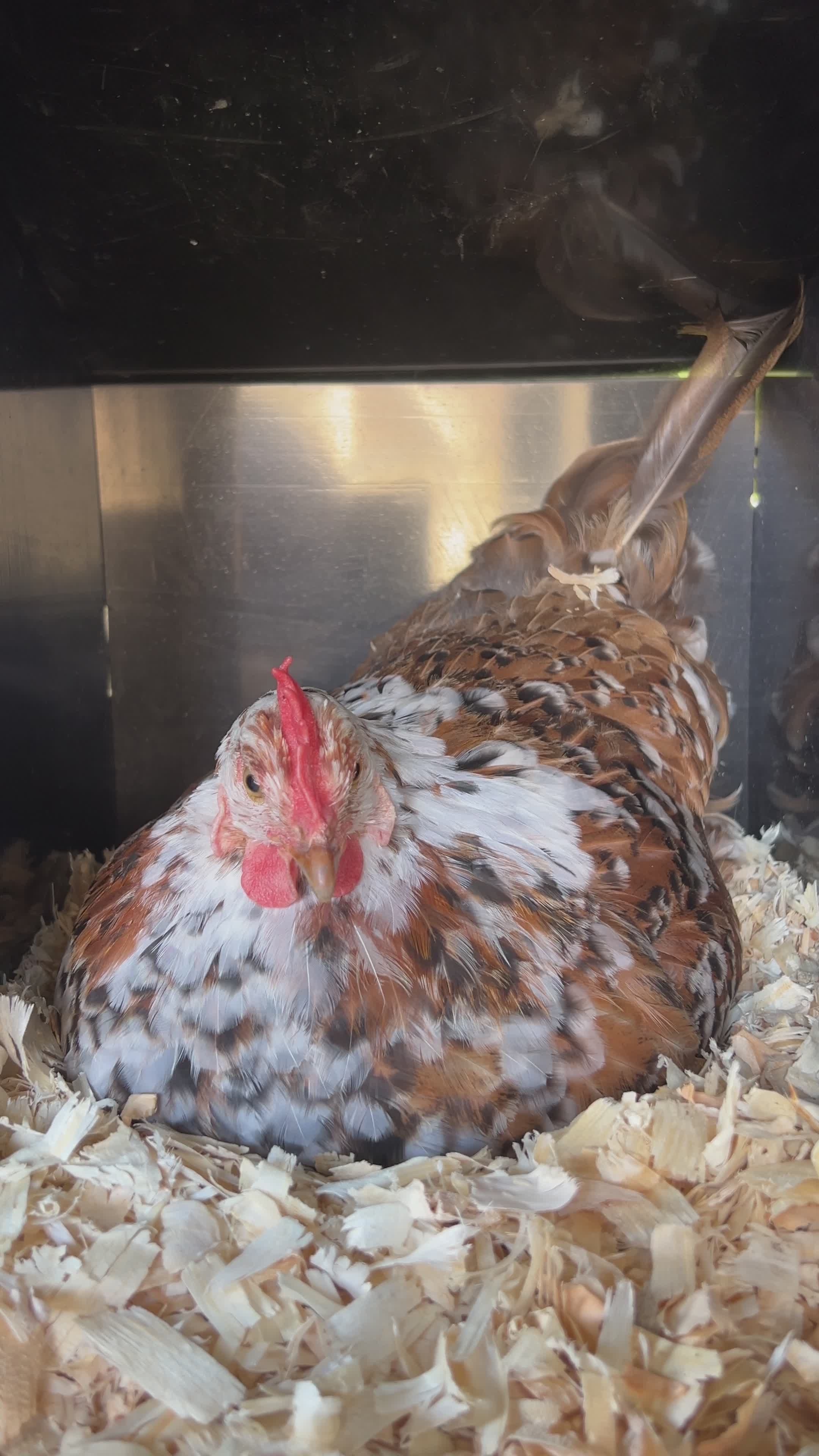 Hen Laying Eggs in a Cozy Chicken Coop Free Stock Video Footage ...