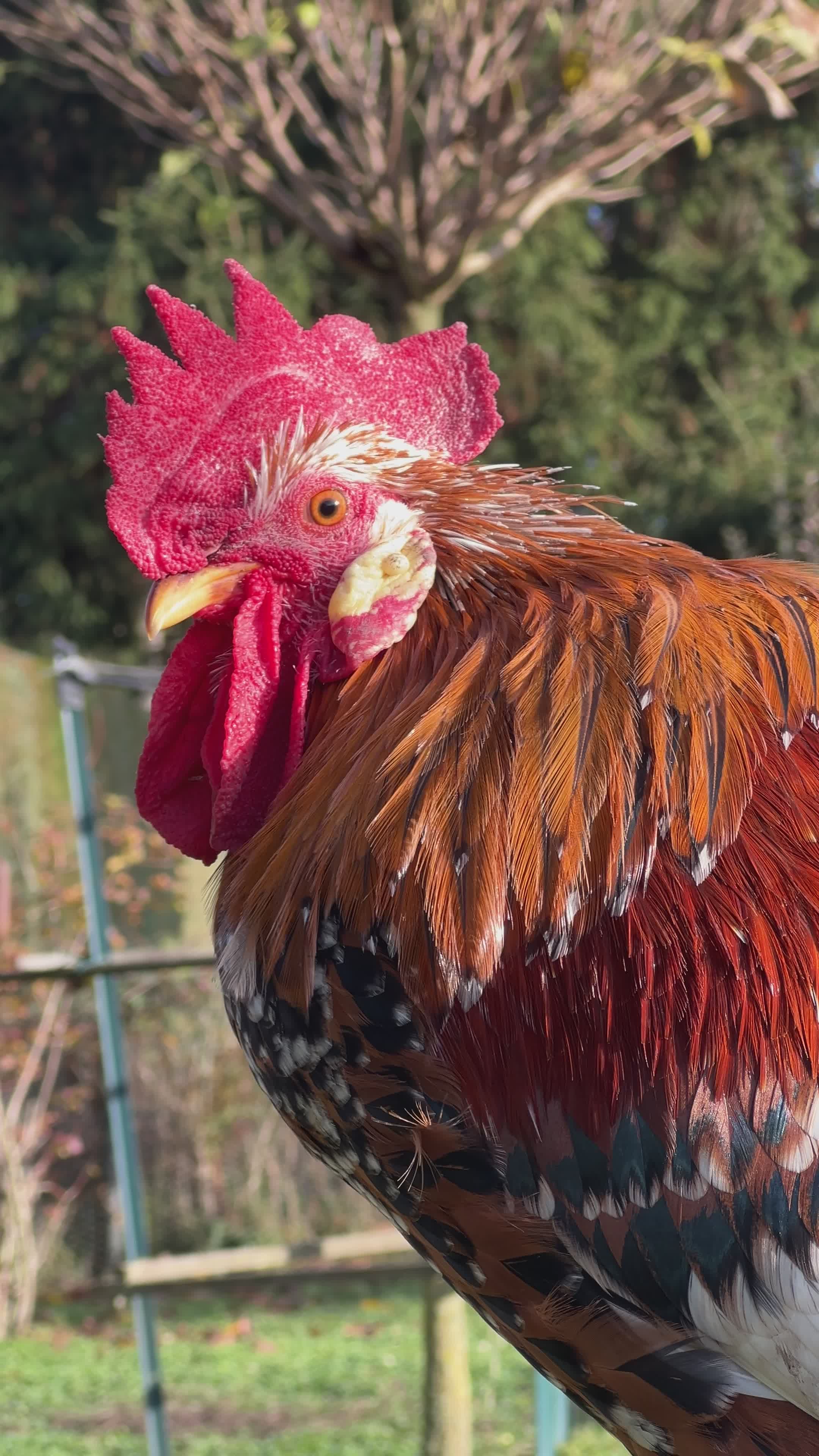 Calm Hen in Countryside Handheld Close-Up Free Stock Video Footage ...