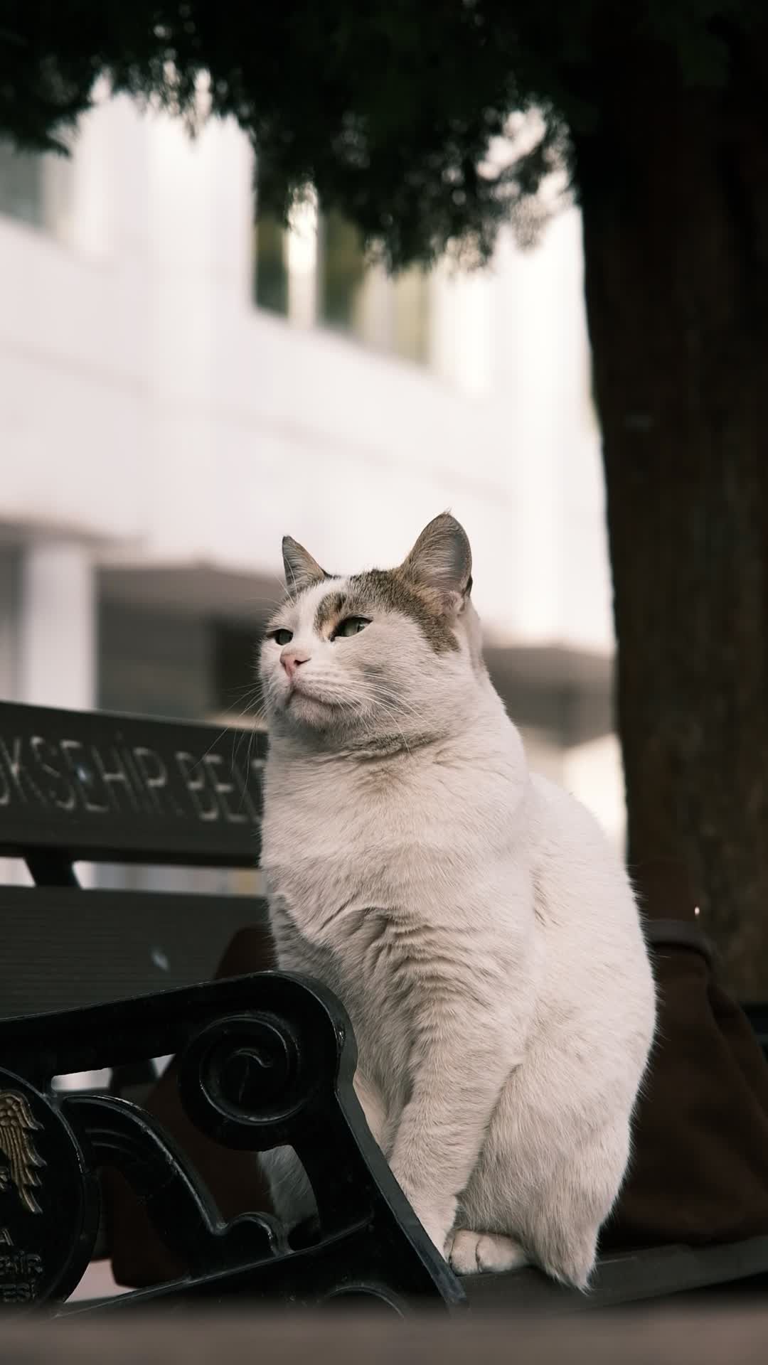 Cameraman Cat Videos, Download The BEST Free 4k Stock Video Footage ...