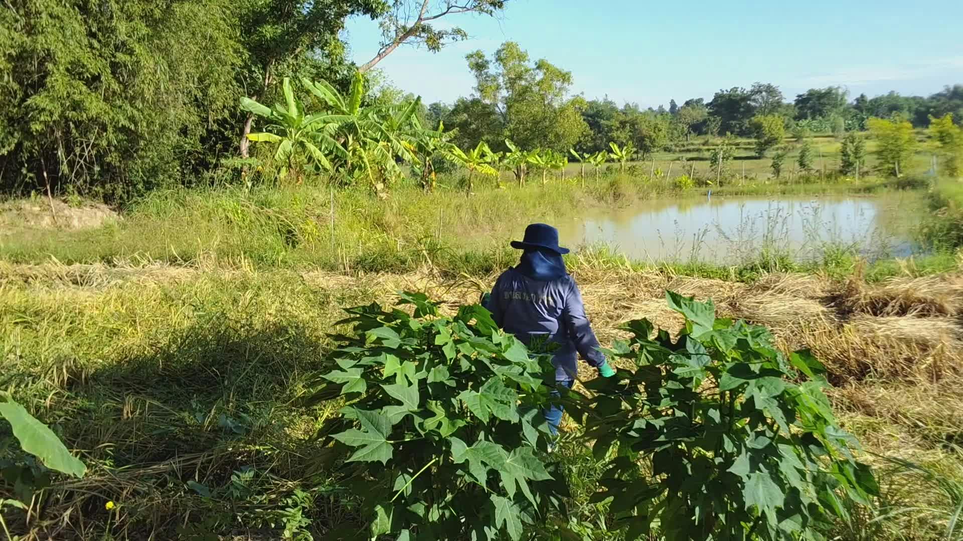 Farmer Working in Lush Green Farm Landscape Free Stock Video Footage ...
