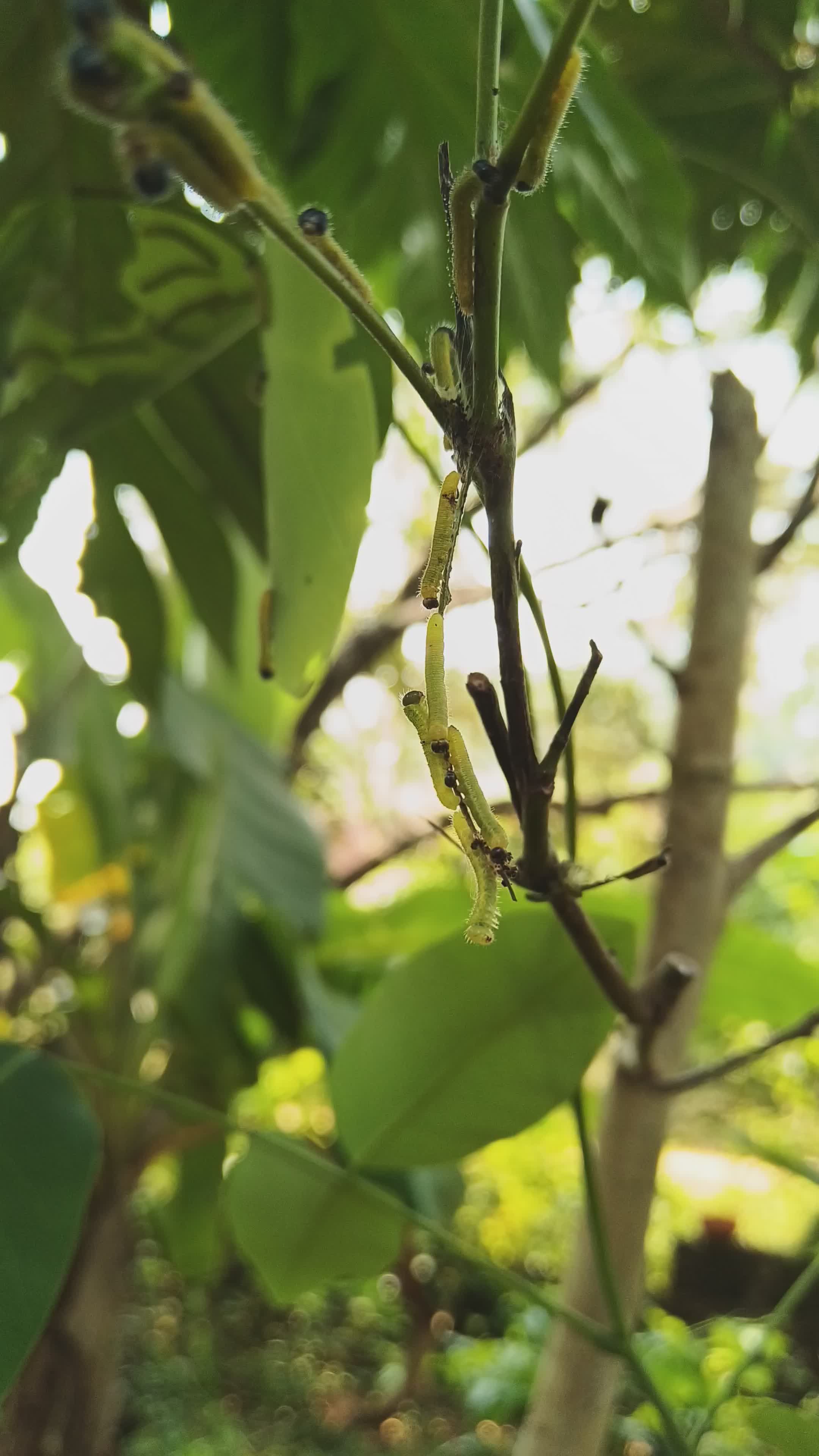 Close-Up of Insect Infestation on Leaf Free Stock Video Footage ...