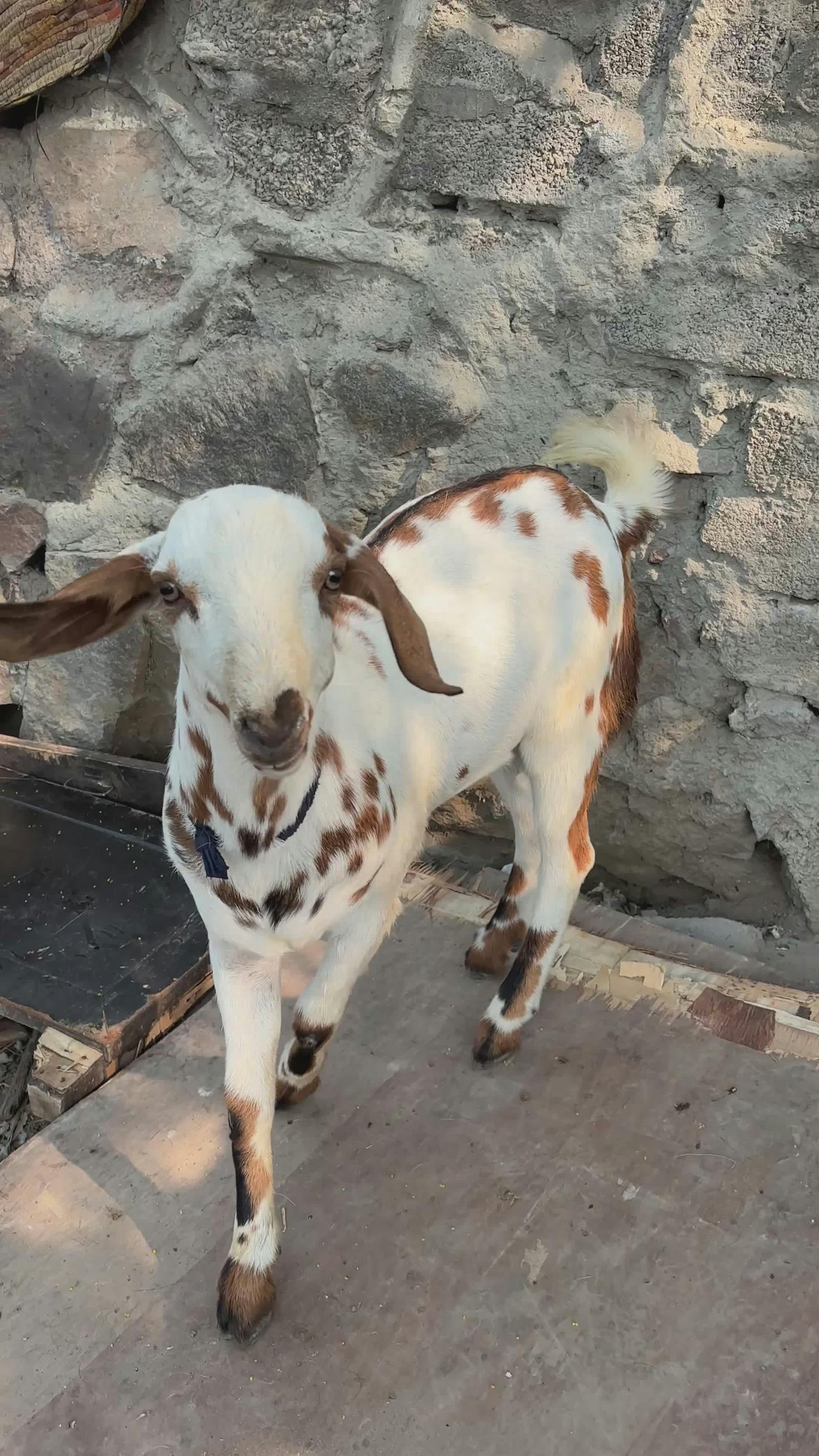 Trending+Ddddddddddddd Videos, Download The BEST Free 4k Stock Video ...