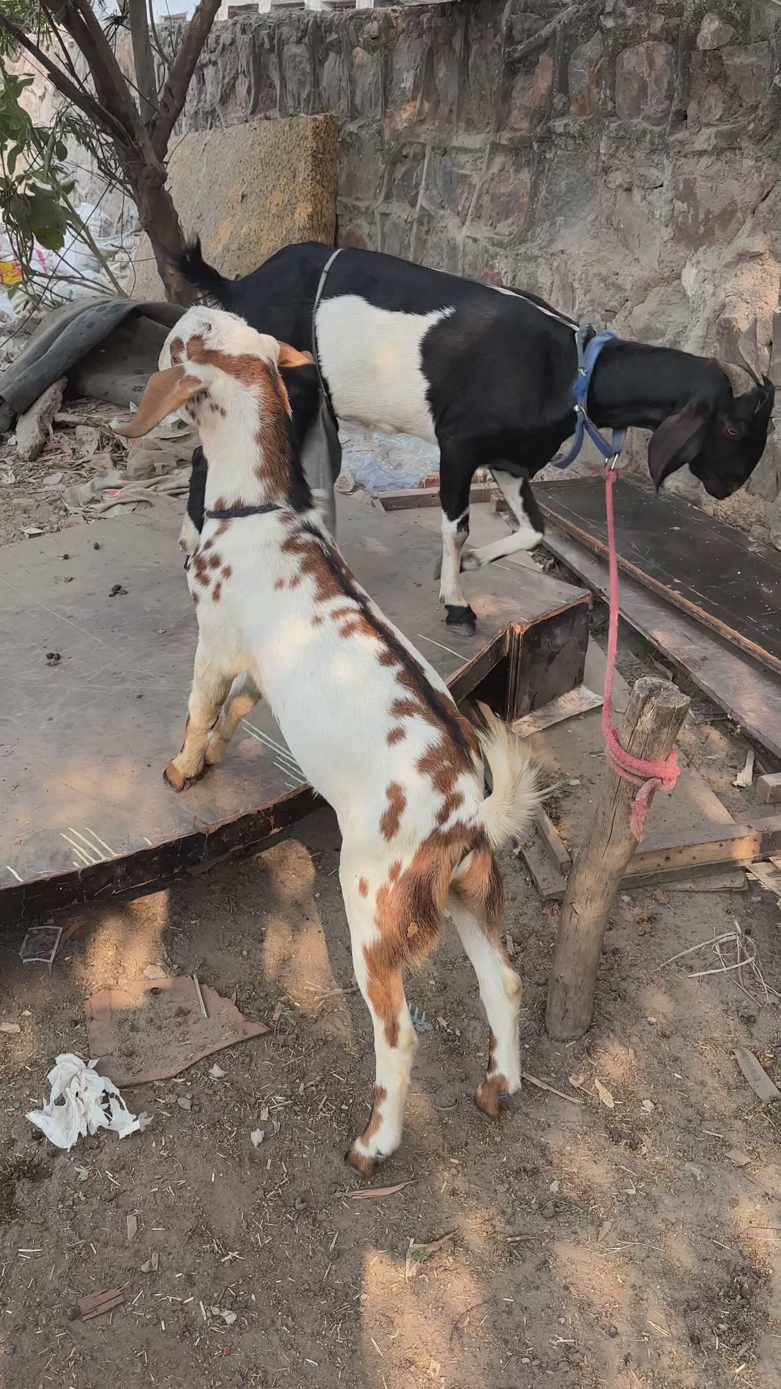 Goat Mating Videos, Download The BEST Free 4k Stock Video Footage ...