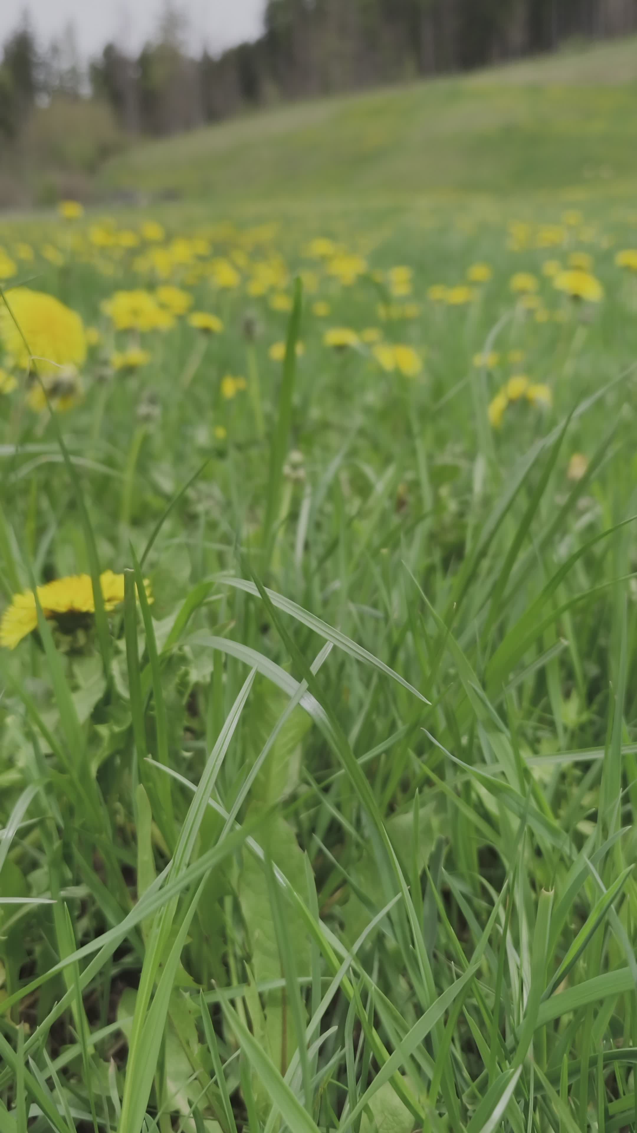 Pradera Primaveral Vibrante Con Dientes De León En Flor · Vídeo de ...