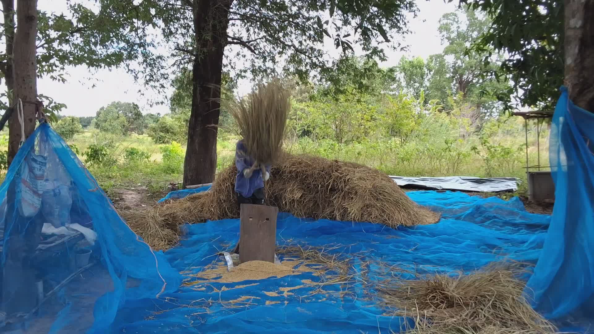Traditional Outdoor Rice Harvesting Scene Free Stock Video Footage ...