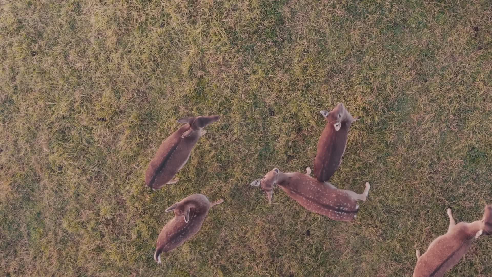 Aerial View of Grazing Deer Herd in Field Free Stock Video Footage ...