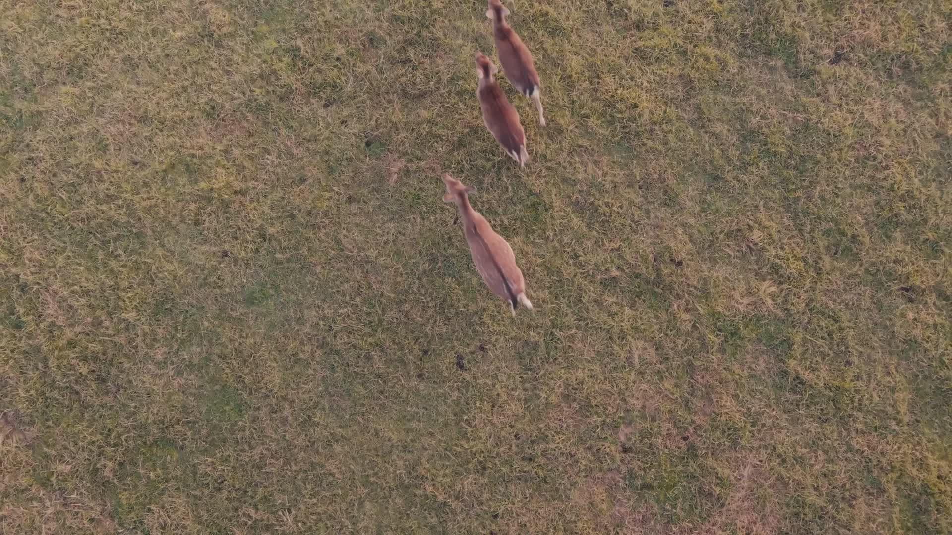 Aerial View of Deer Herd in Open Field Free Stock Video Footage ...