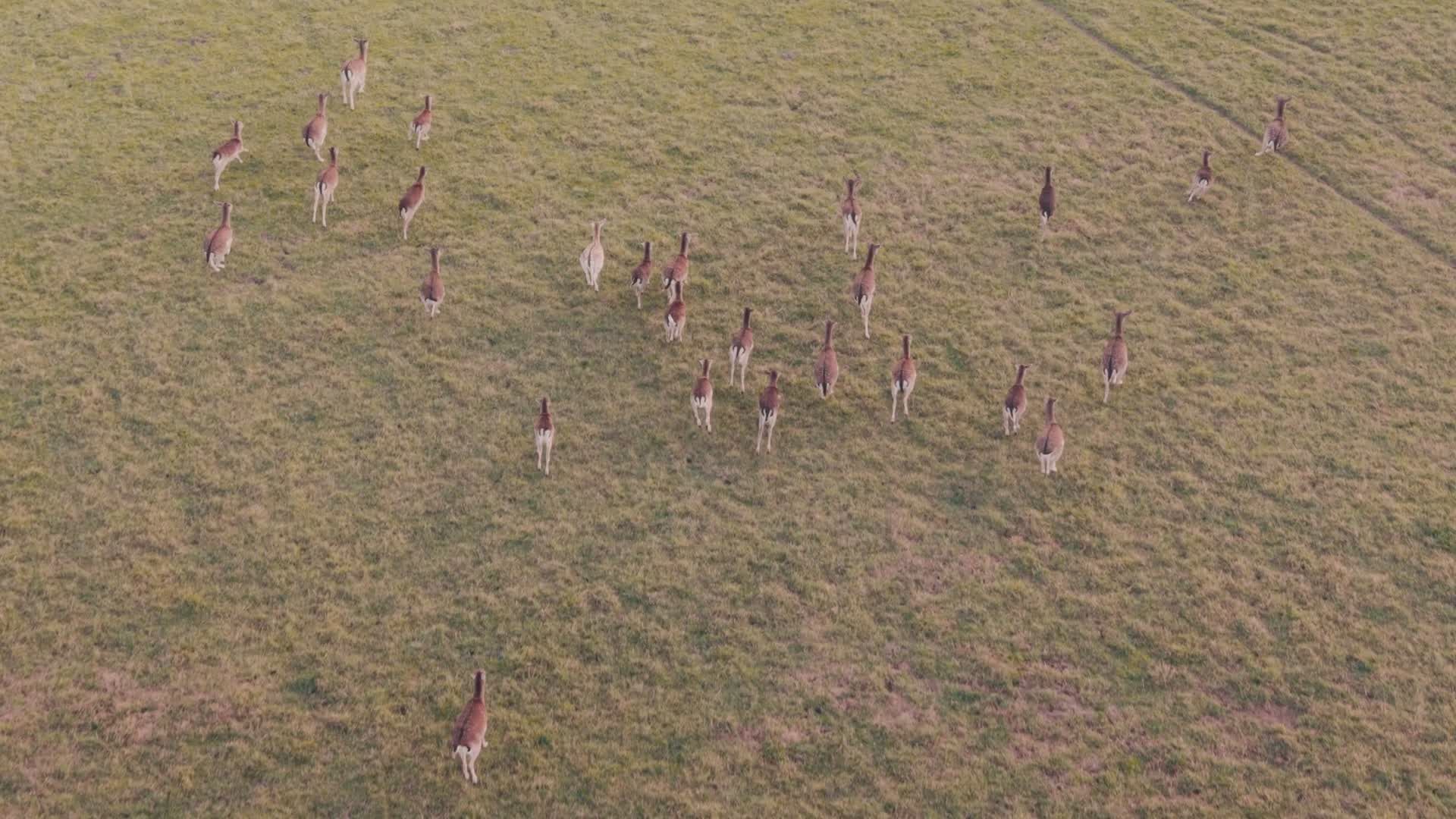 Aerial View of Deer Herd in Open Field Free Stock Video Footage ...