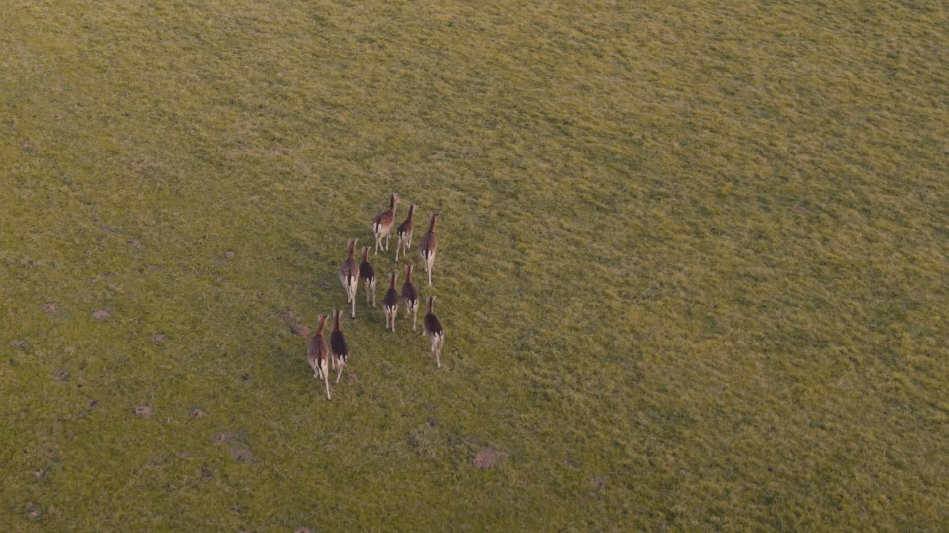 Aerial View of Deer Herd Grazing in Open Field Free Stock Video Footage ...