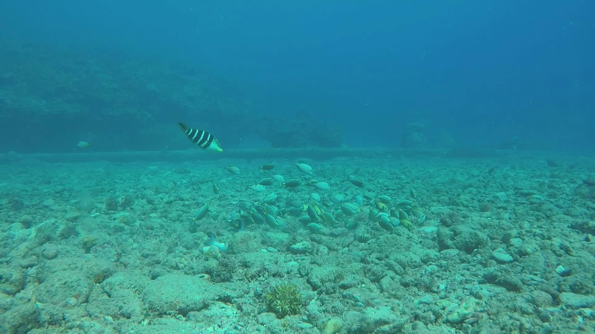 Bokep Pelajar Indo&Qs=N&Form=Qbre&Sp= 1&Lq=0&Pq=Bokep Pelajar Indo&Sc=2 18&Sk=&Cvid ...