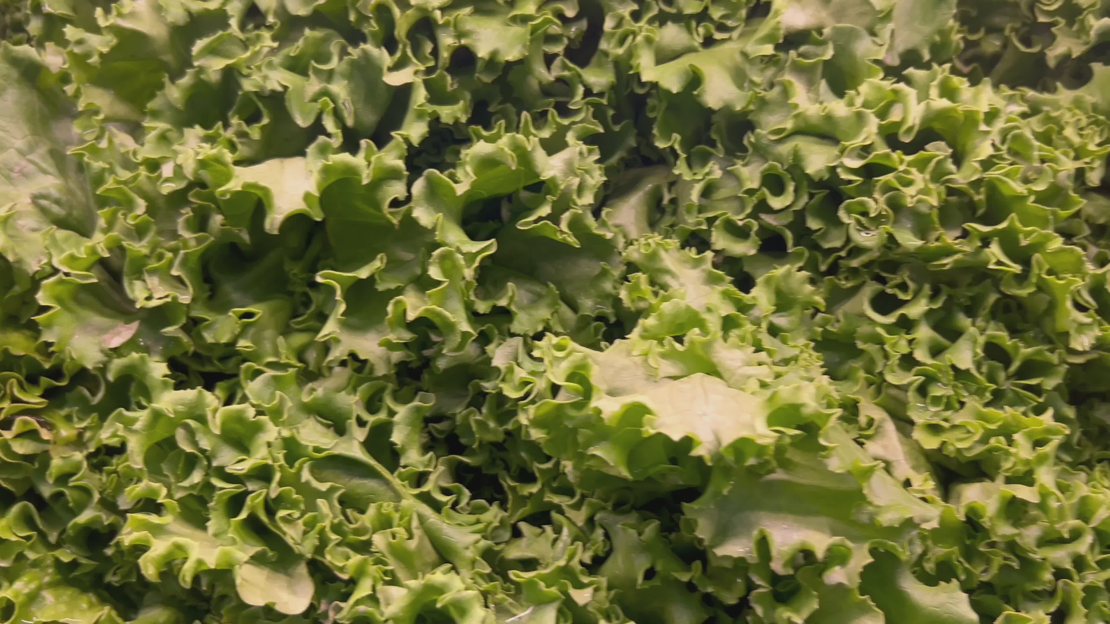 Fresh Green Lettuce Bunches Close-up Free Stock Video Footage, Royalty ...