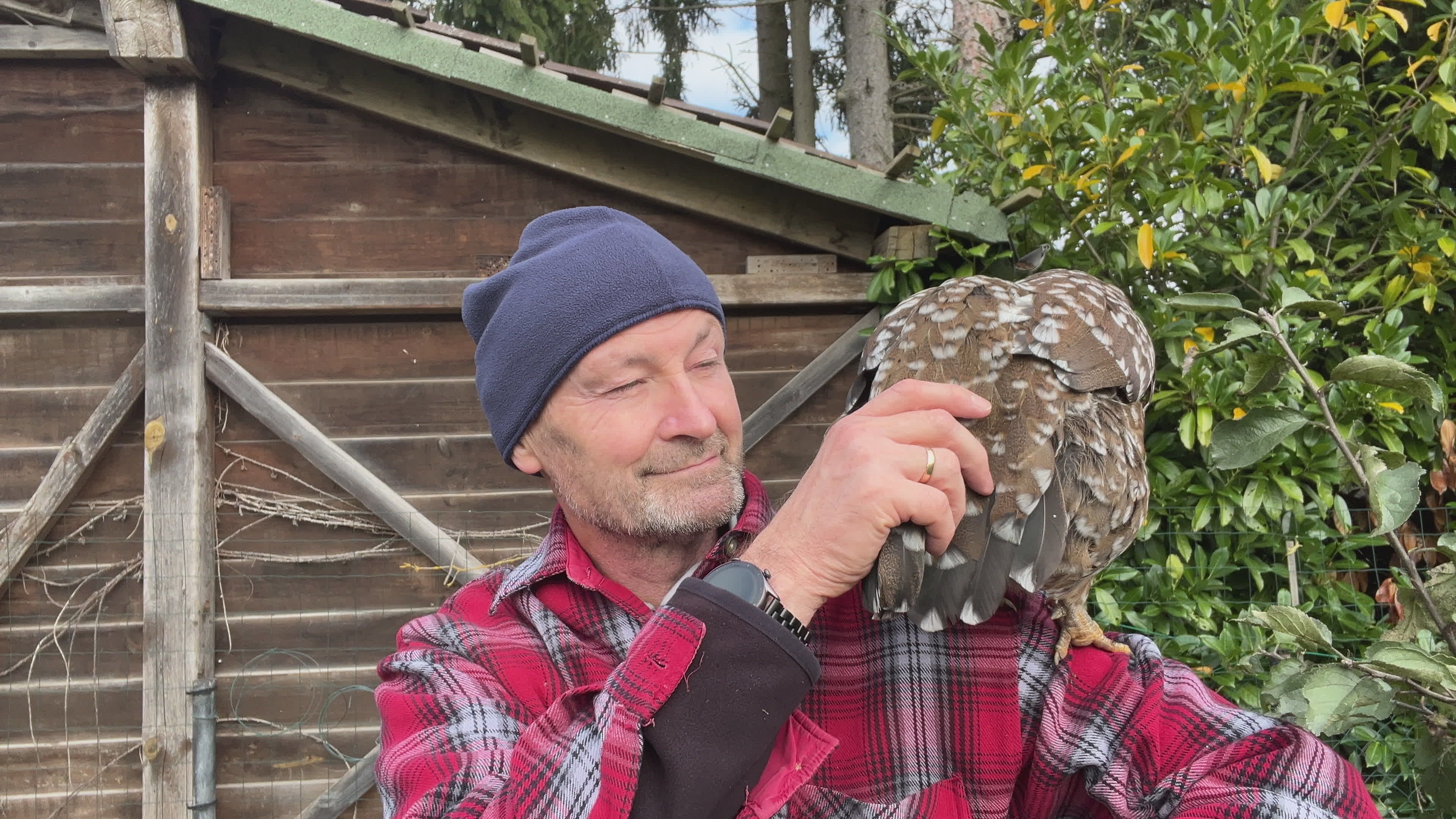 Man Interacting with Chicken in Rural Setting Free Stock Video Footage ...