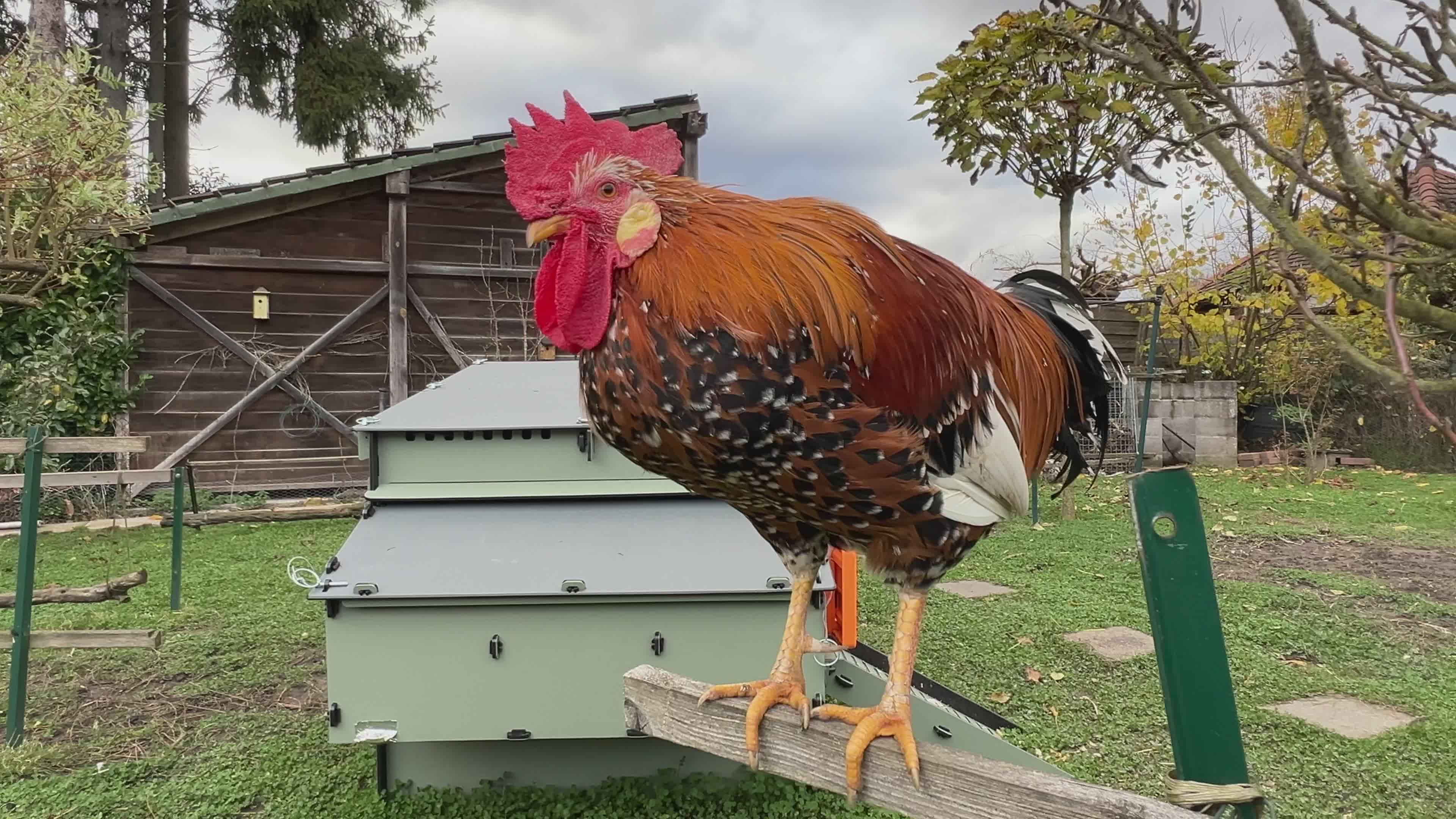 Vibrant Rooster in a Rustic Chicken Coop Setting Free Stock Video ...