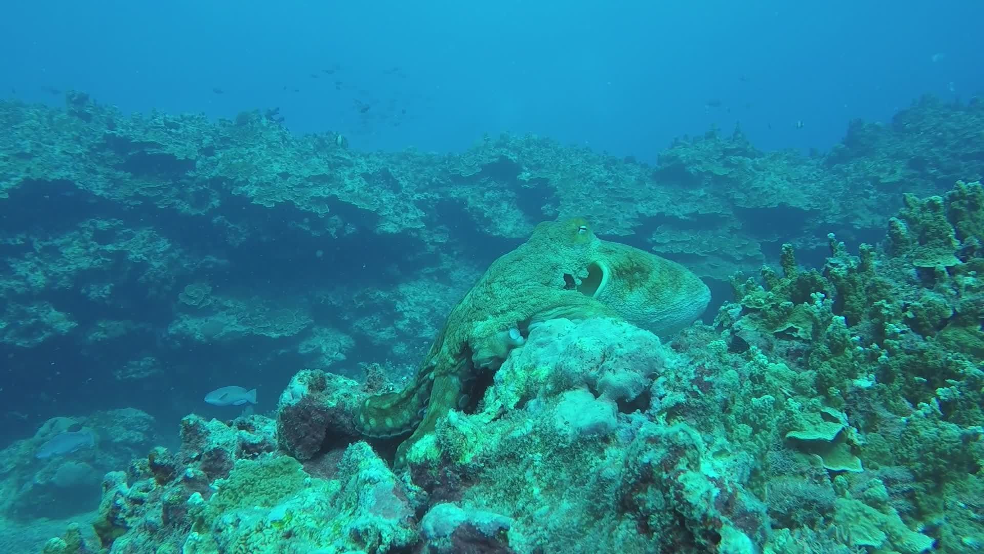 Mesmerizing Underwater Octopus Scene in Coral Reef Free Stock Video ...