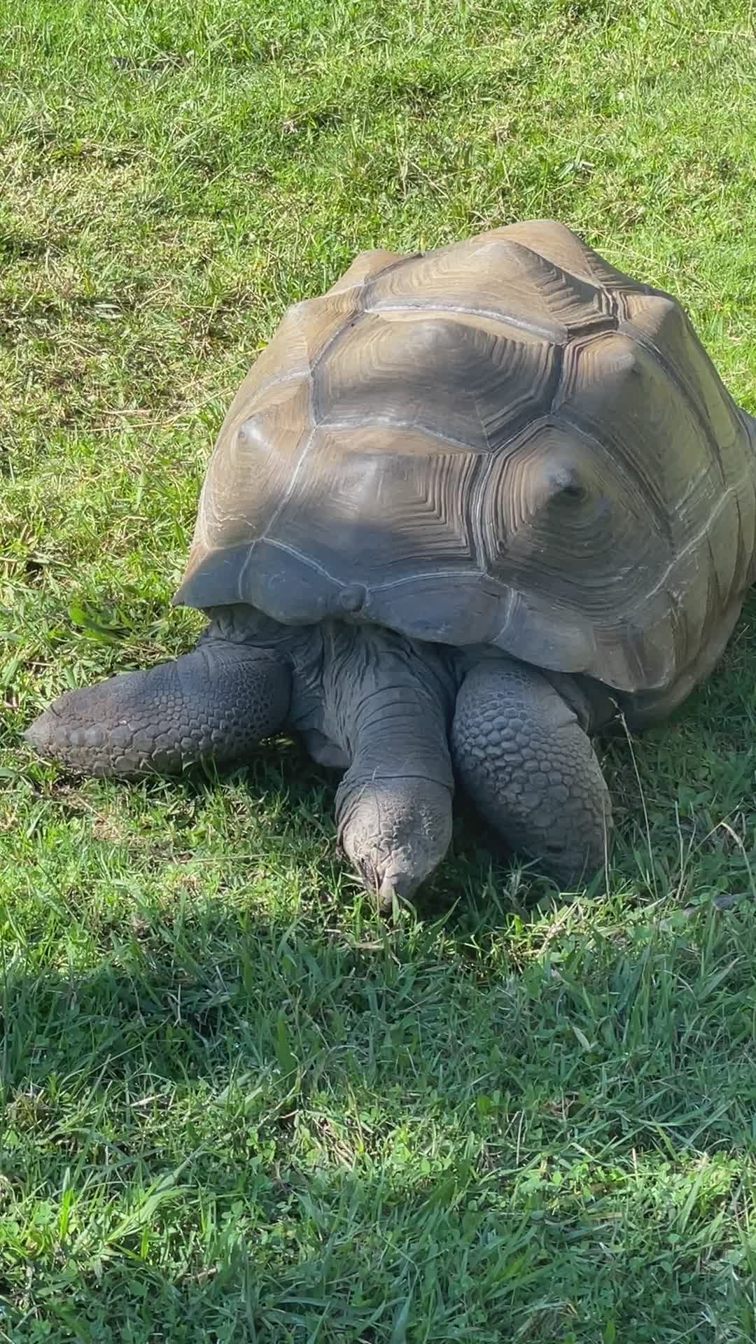 Aldabra Tortoise Grazing on Green Grass Free Stock Video Footage ...