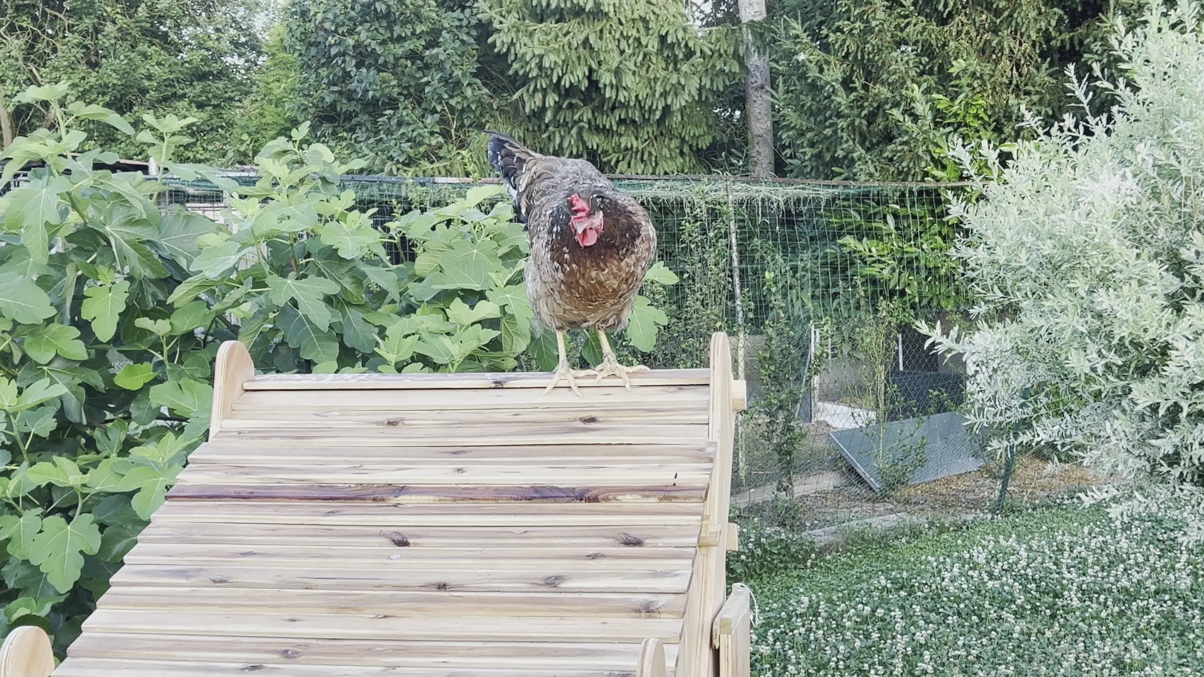 Serene Hens Resting in Rural Chicken Coop Free Stock Video Footage ...