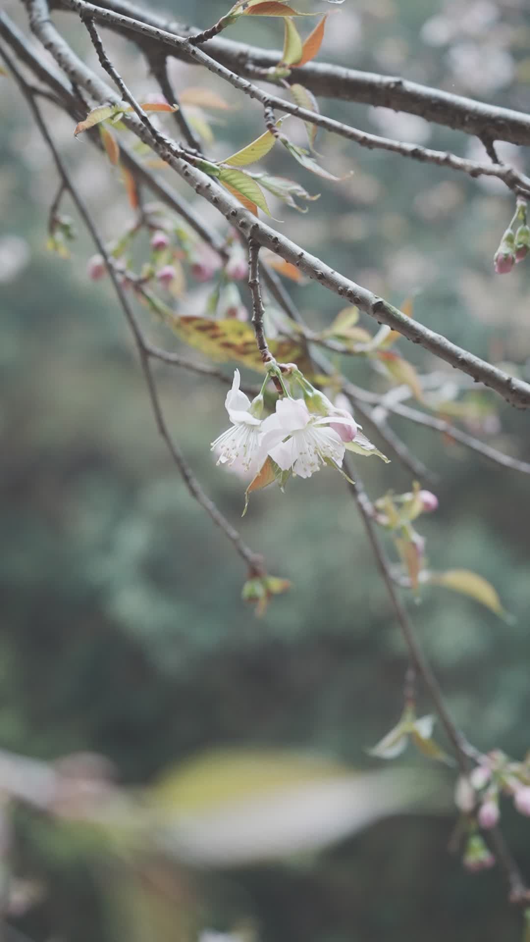 Vídeos de stock gratuitos sobre al aire libre, árbol floreciente ...