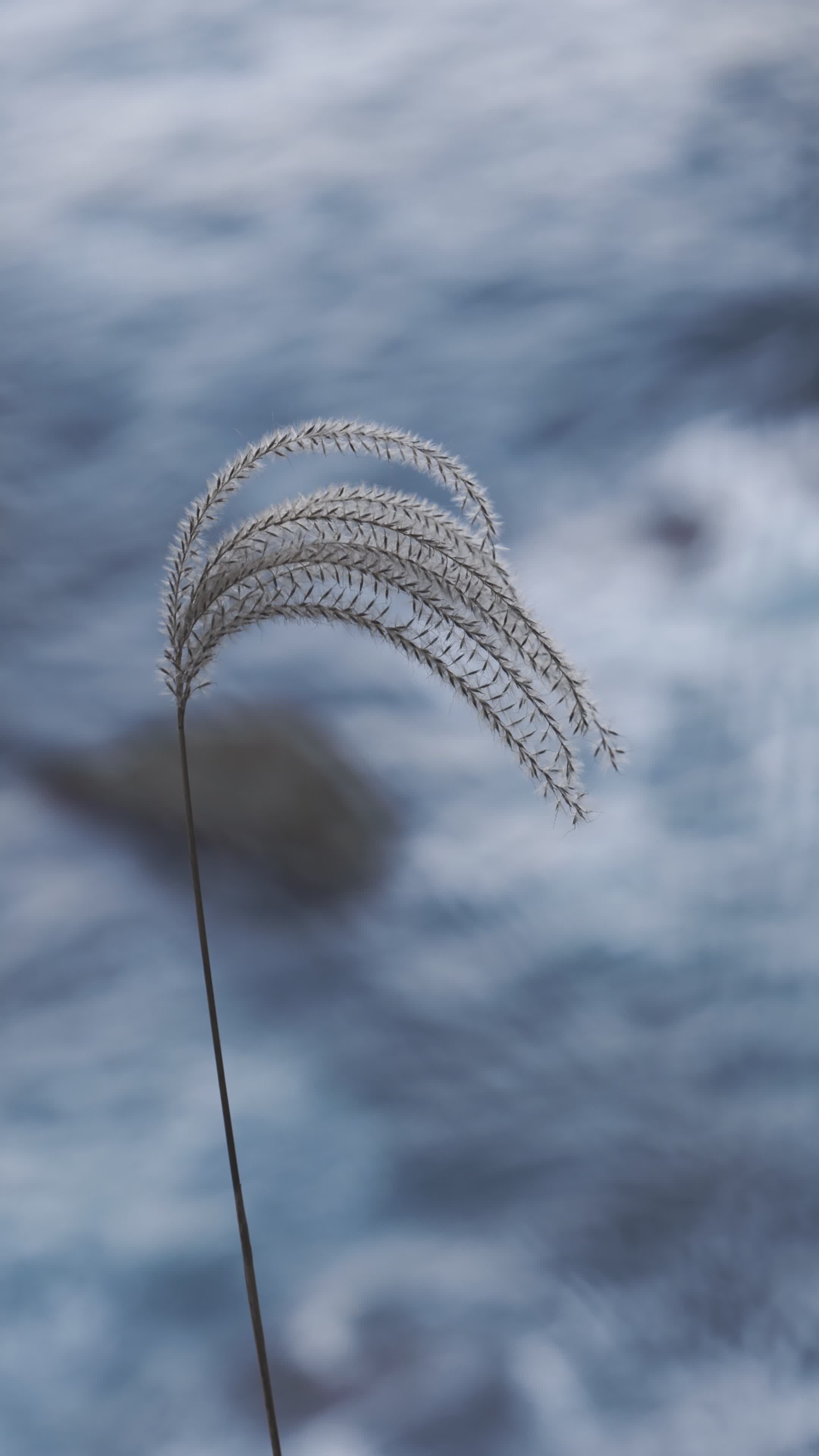 Serene Reed Swaying by the Water Free Stock Video Footage, Royalty-Free ...