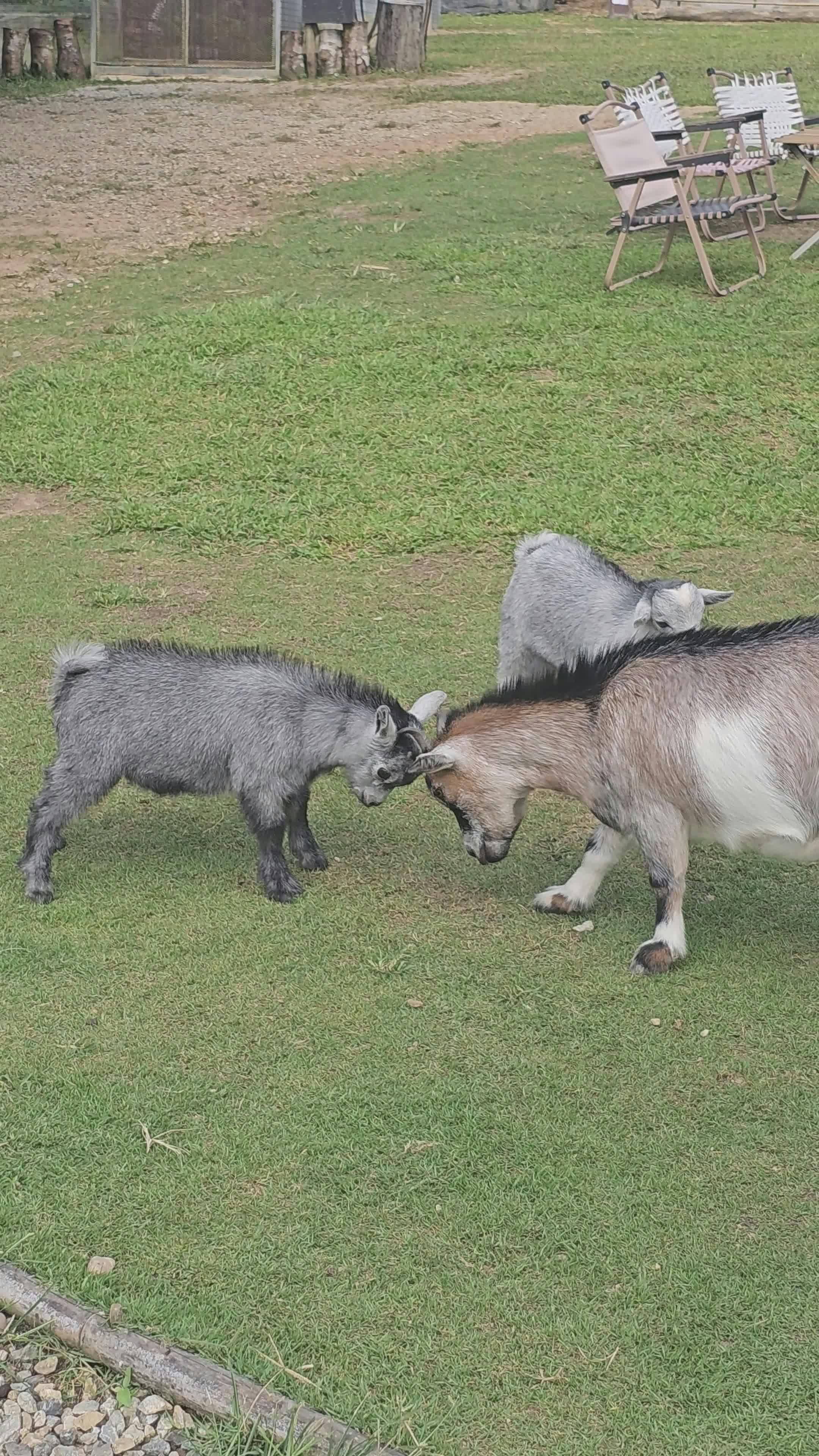Playful Goats Head Butting on Farm Lawn Free Stock Video Footage ...