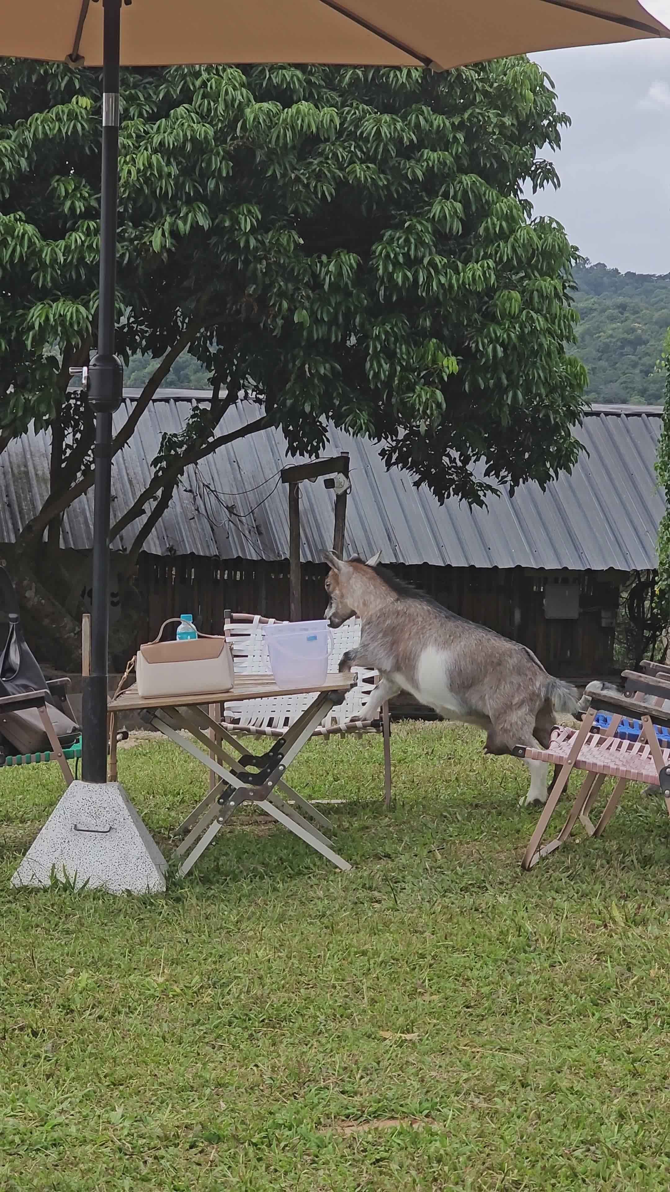Playful Goats Exploring Outdoor Farm Scene Free Stock Video Footage ...