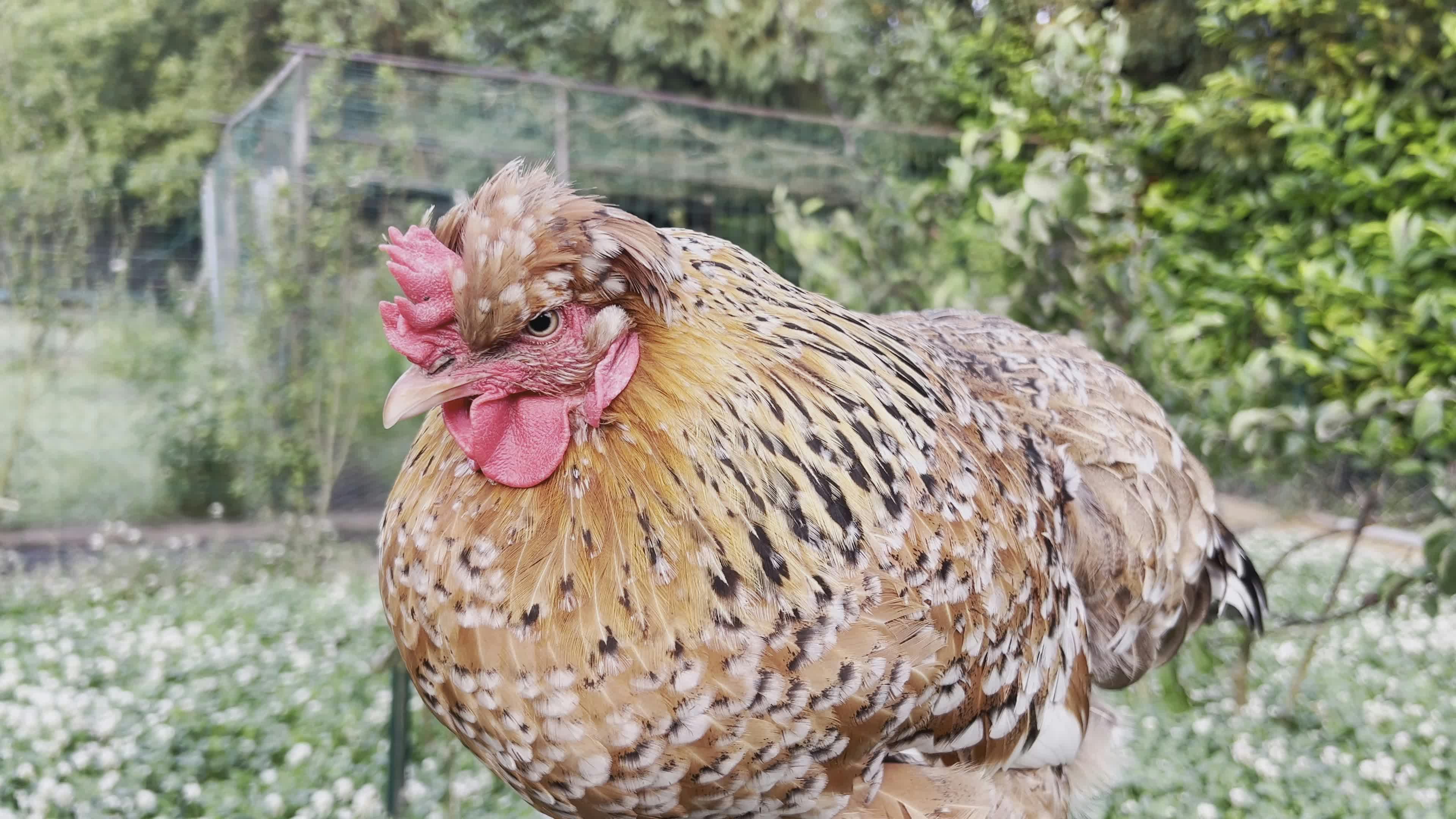 Vídeos de stock gratuitos sobre actividad al aire libre, agricultura ...