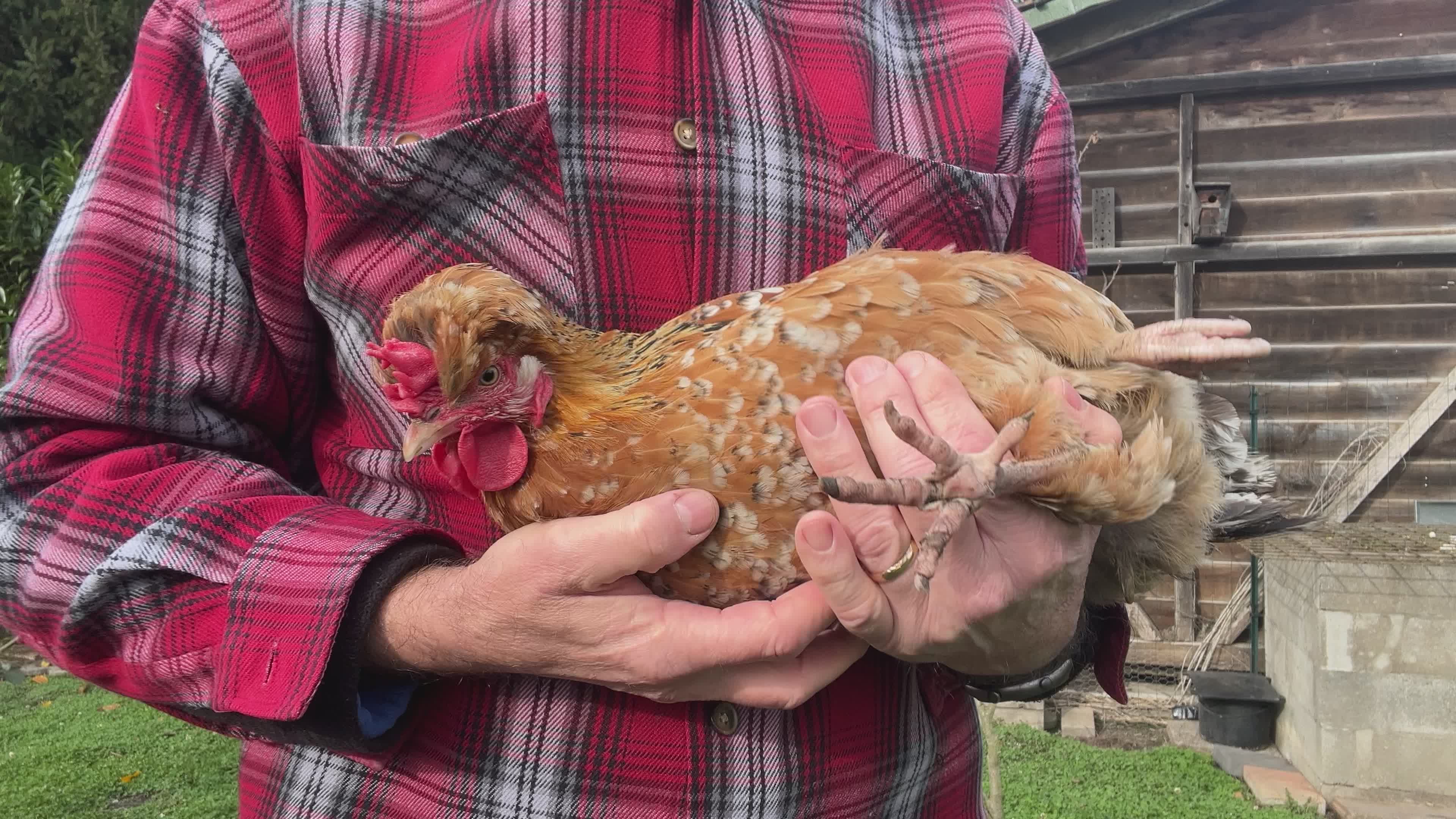 Gentle Holding of a Hen in Rural Setting Free Stock Video Footage ...