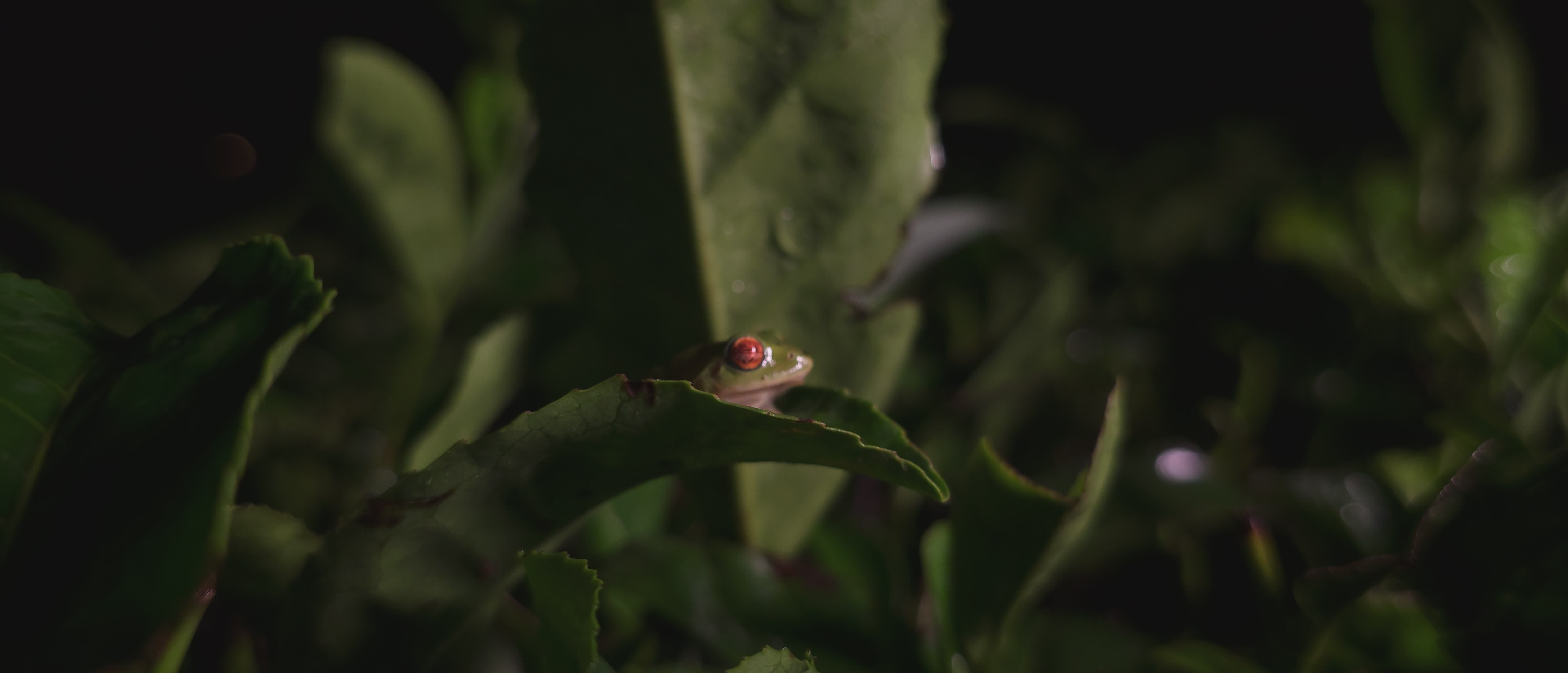 Nighttime Tree Frog on Leaf in Tropical Forest Free Stock Video Footage ...