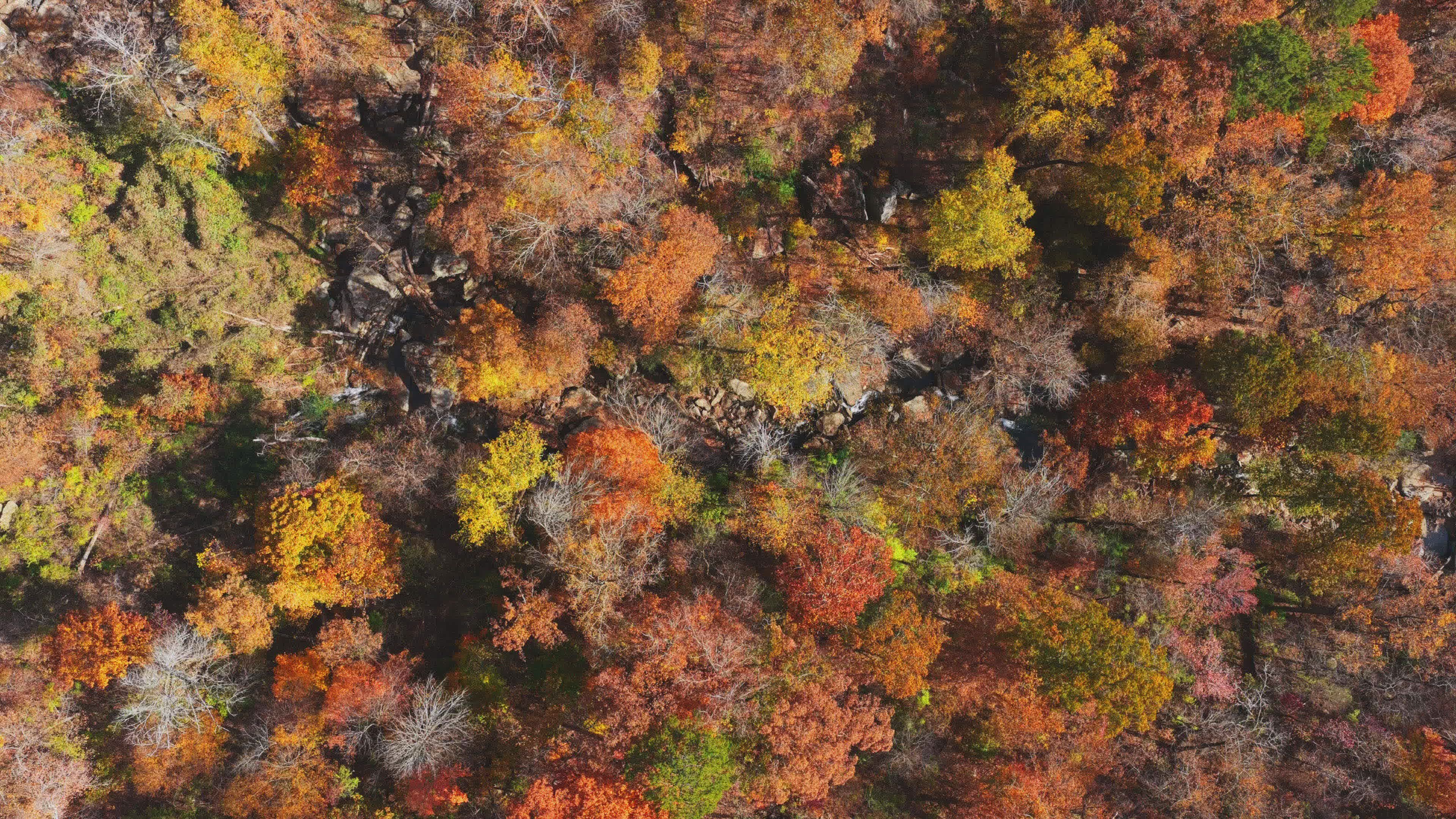 Aerial View of Autumn Forest Foliage Free Stock Video Footage, Royalty ...
