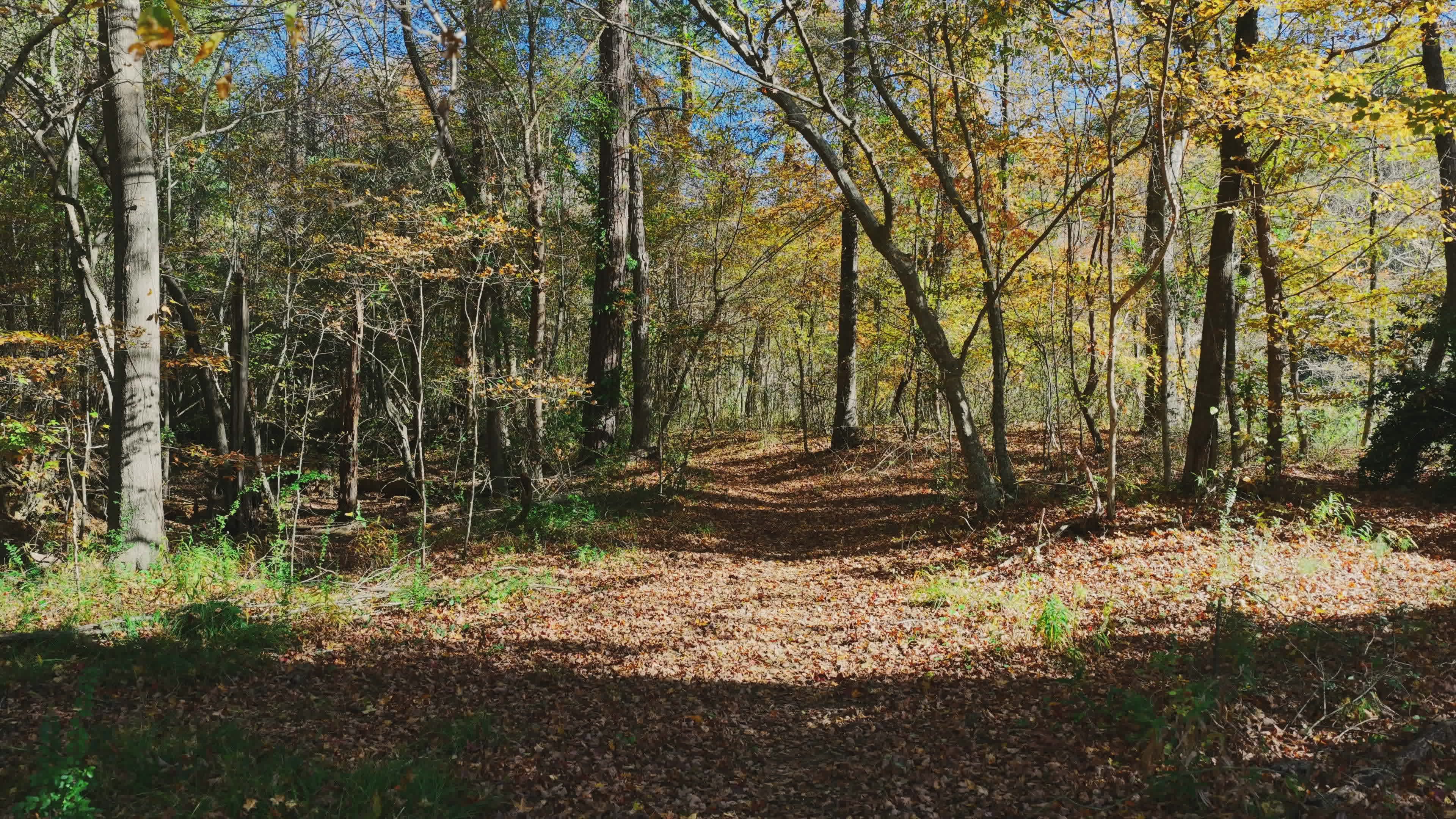 Scenic Autumn Forest Pathway in Alabama Woods Free Stock Video Footage ...