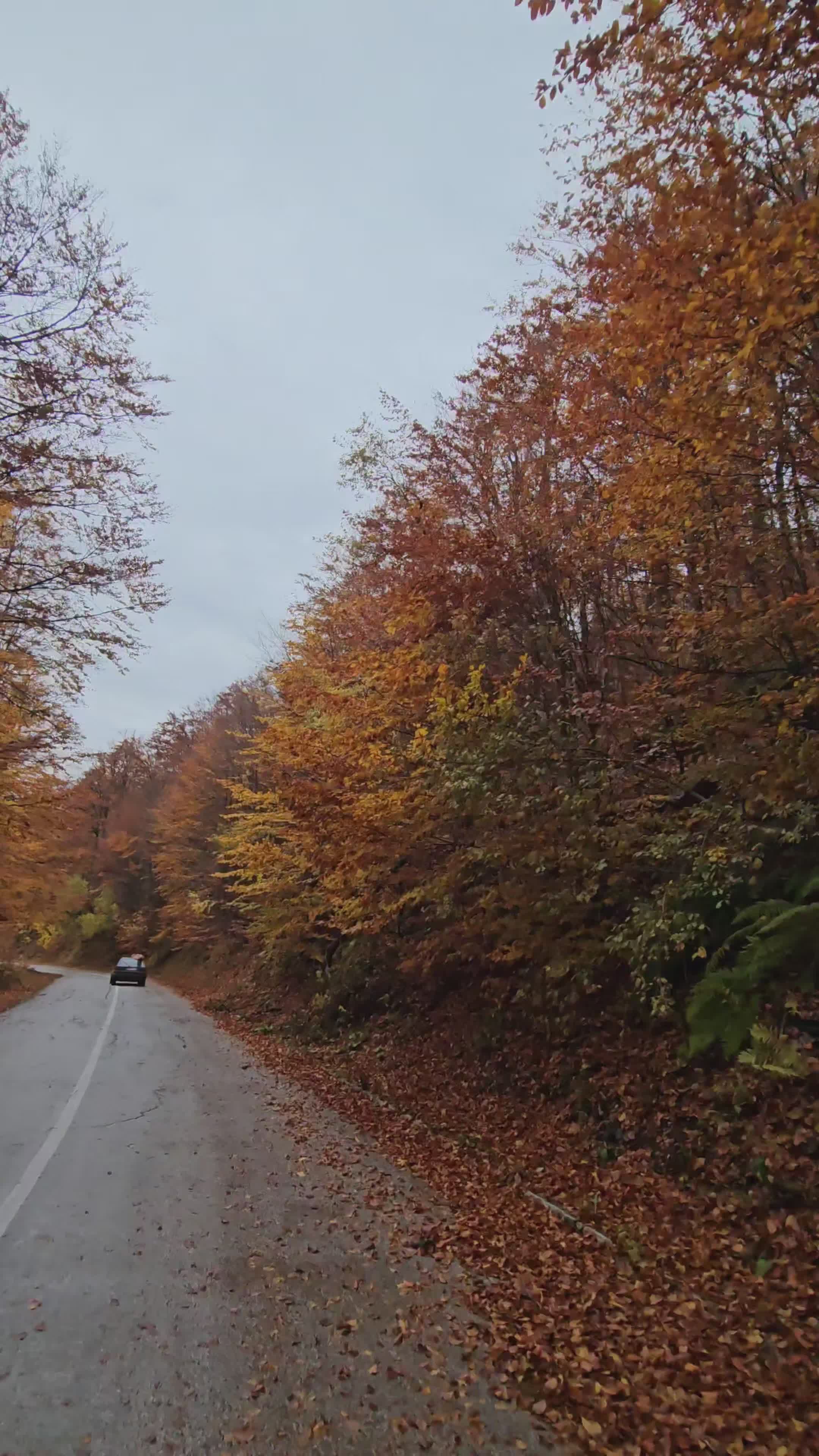 Scenic Autumn Drive Through Colorful Forest Free Stock Video Footage ...