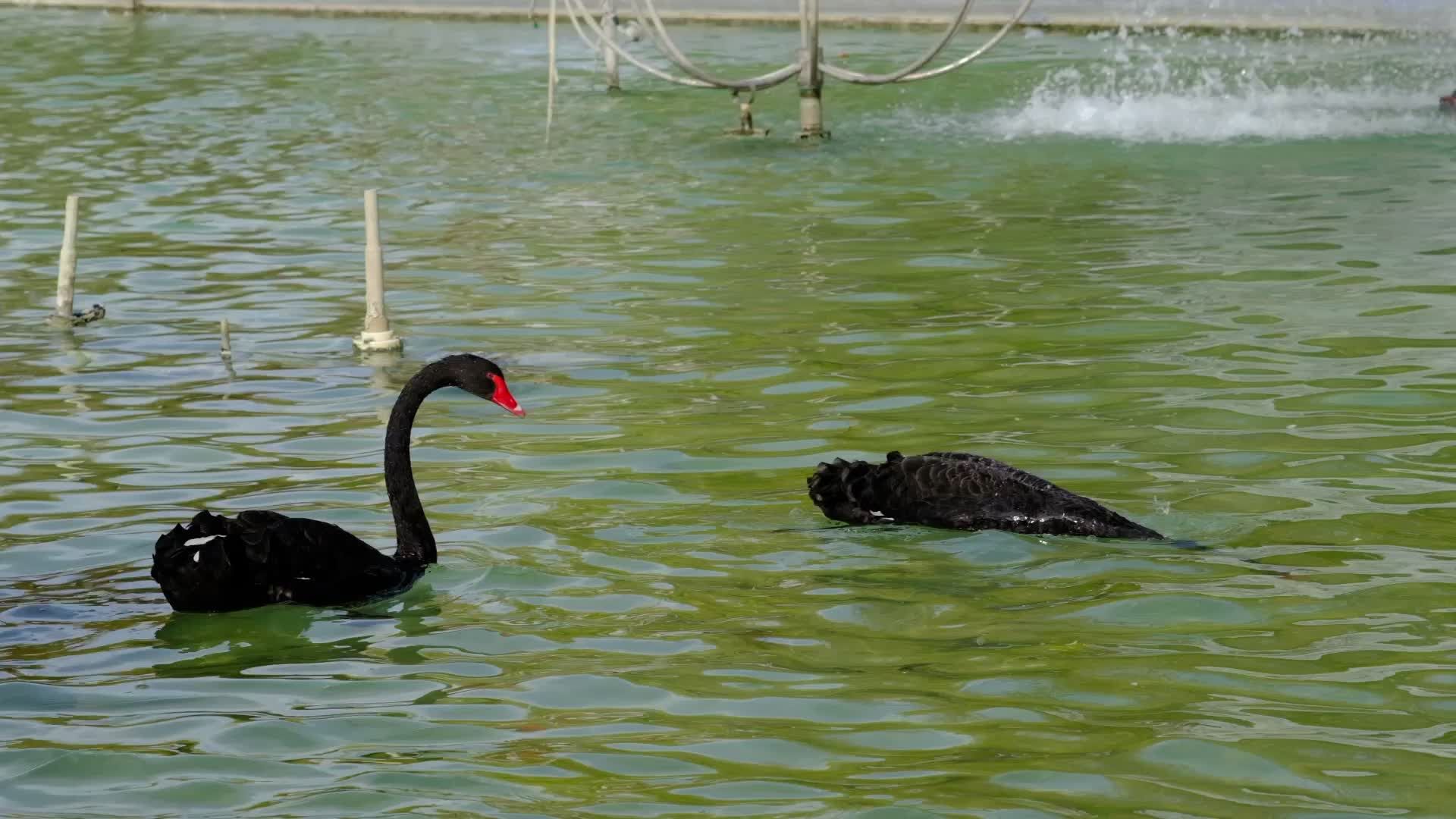 Video gratuito di acqua cristallina, acqua tranquilla, acqua verde ...