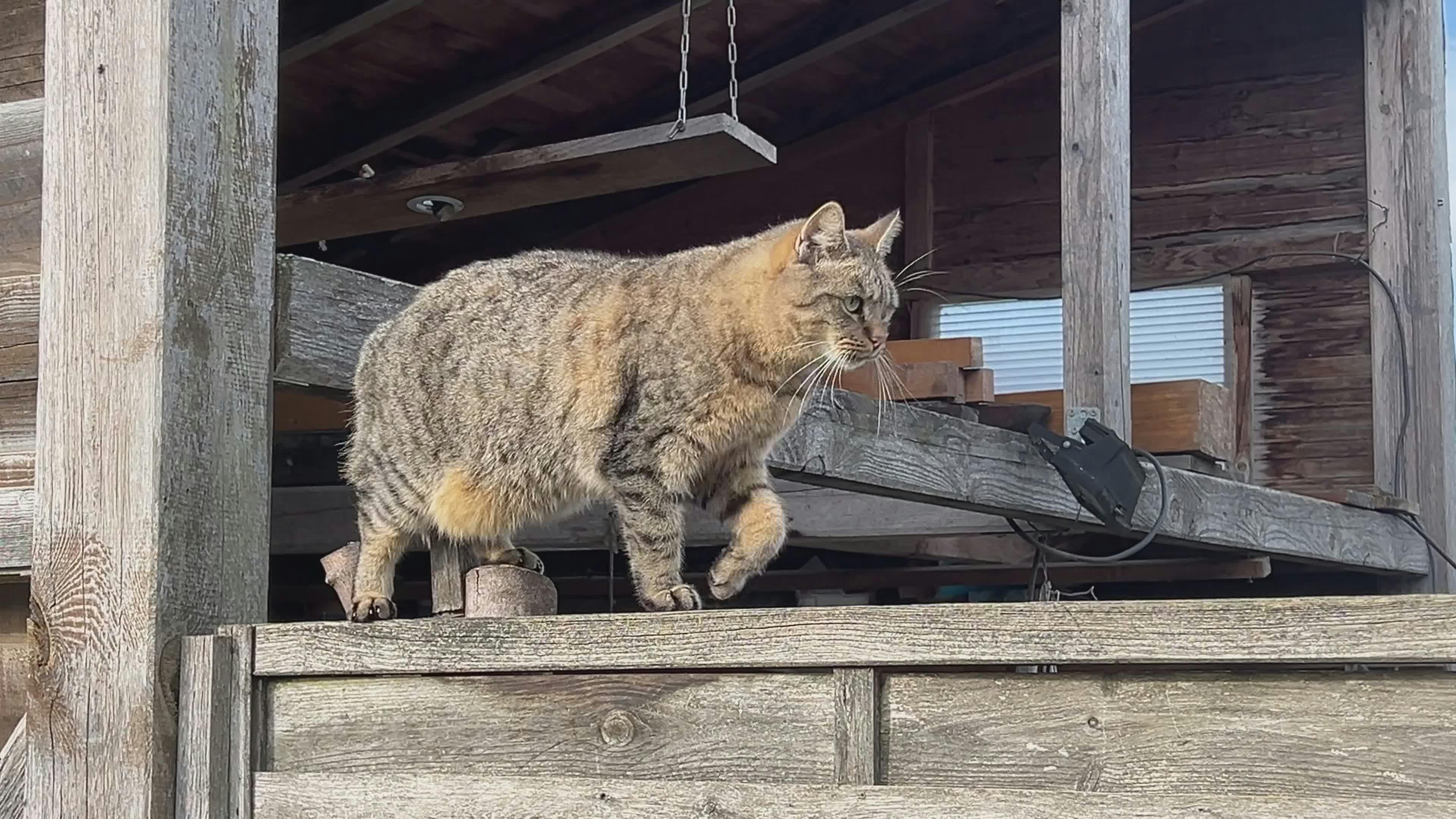 Tabby Cat Balancing Gracefully on a Wooden Fence Free Stock Video ...