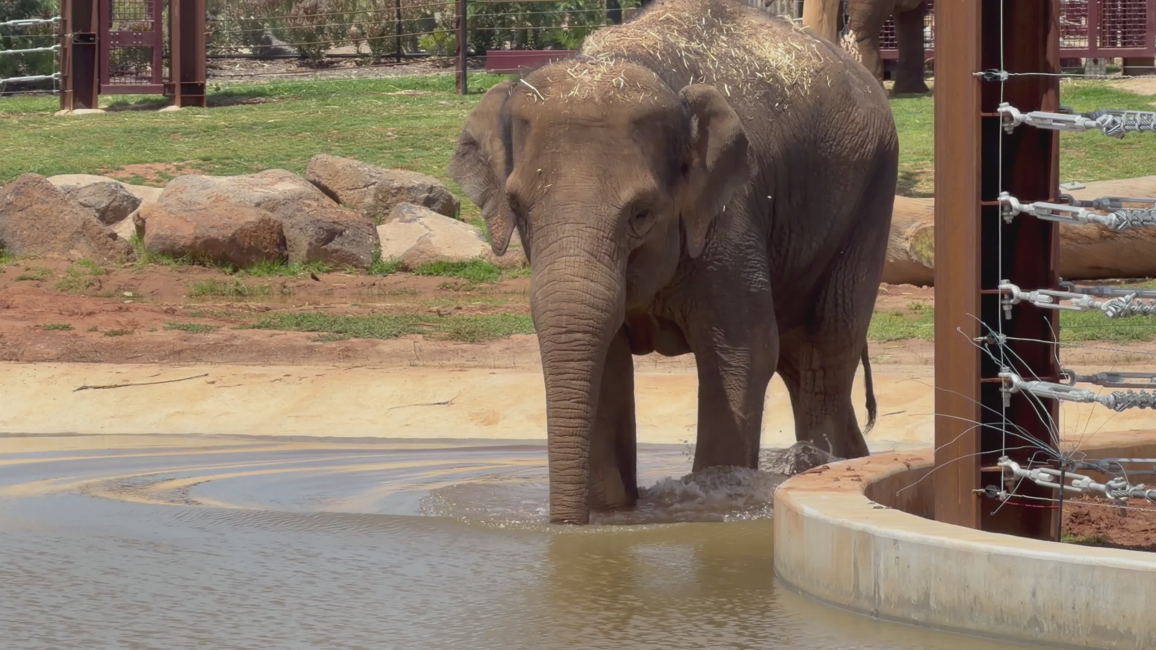 Playful Asian Elephants in Zoo Pool Free Stock Video Footage, Royalty ...