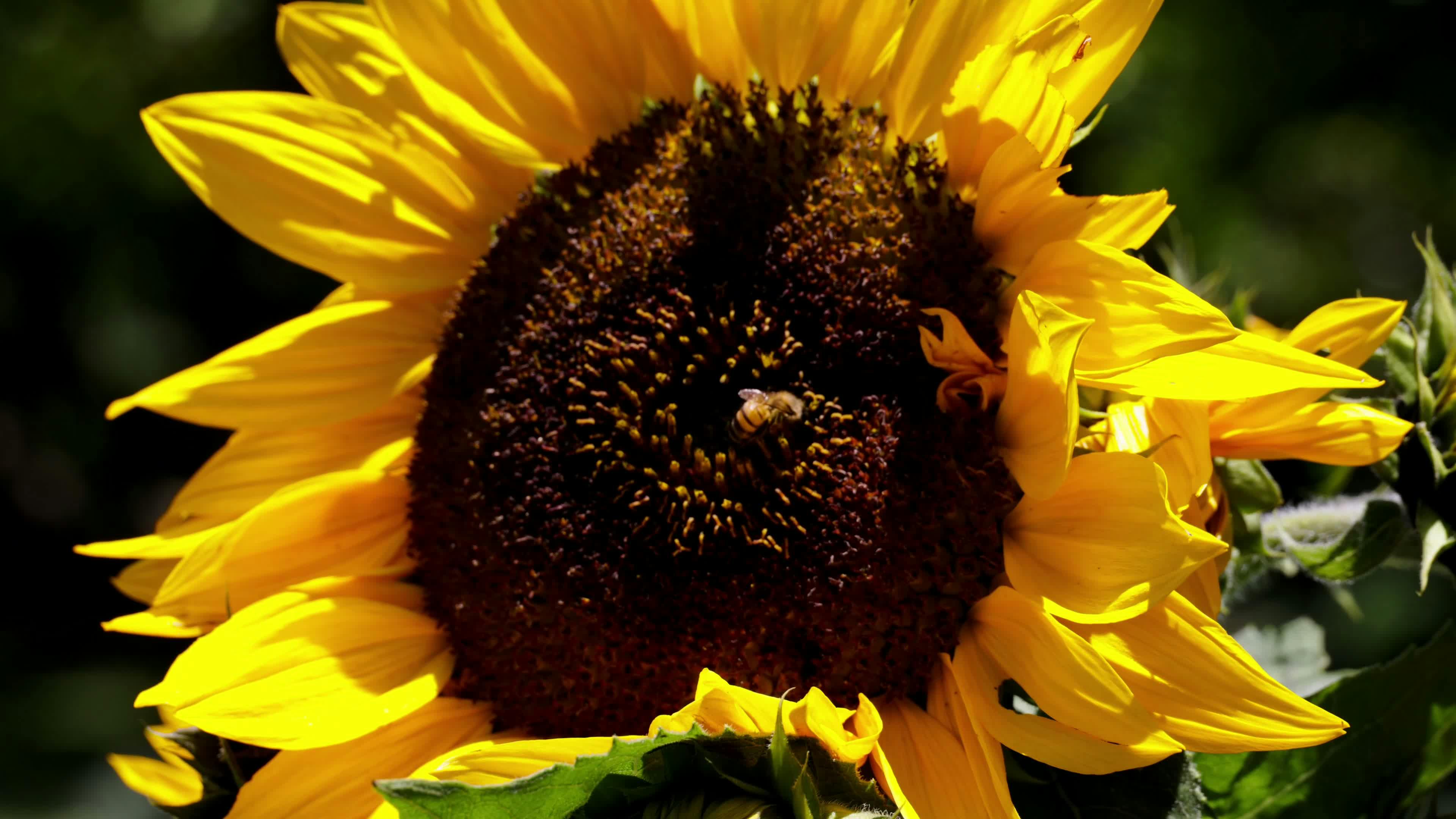 有关api mellifera, natura, 修剪花草, 充滿活力, 動物, 向日葵, 夏天, 夏天的花, 天性, 宏觀, 戶外, 授粉 ...