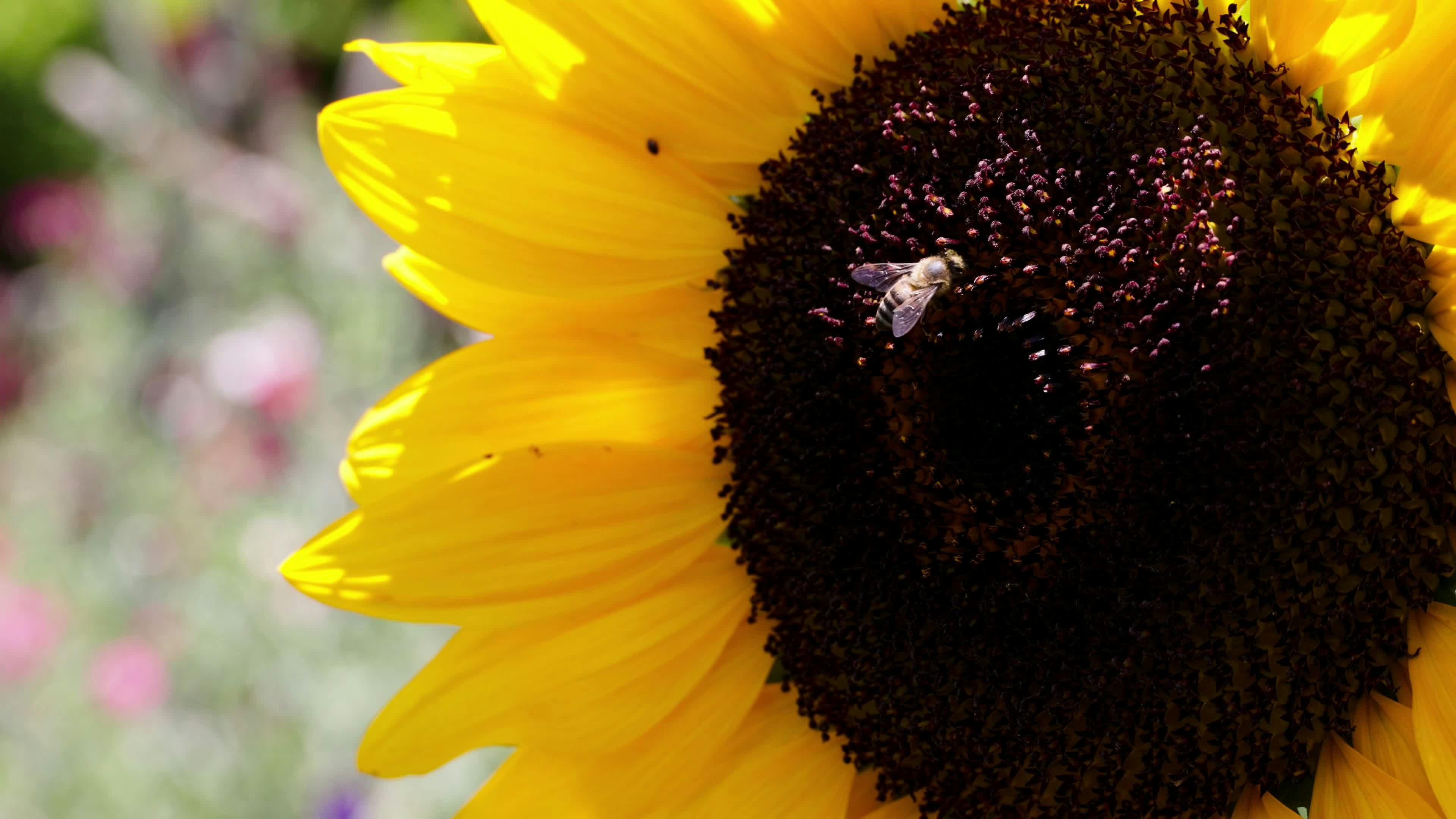 有关api mellifera, natura, 修剪花草, 充滿活力, 動物, 向日葵, 夏天, 夏天的花, 天性, 宏觀, 戶外, 授粉 ...