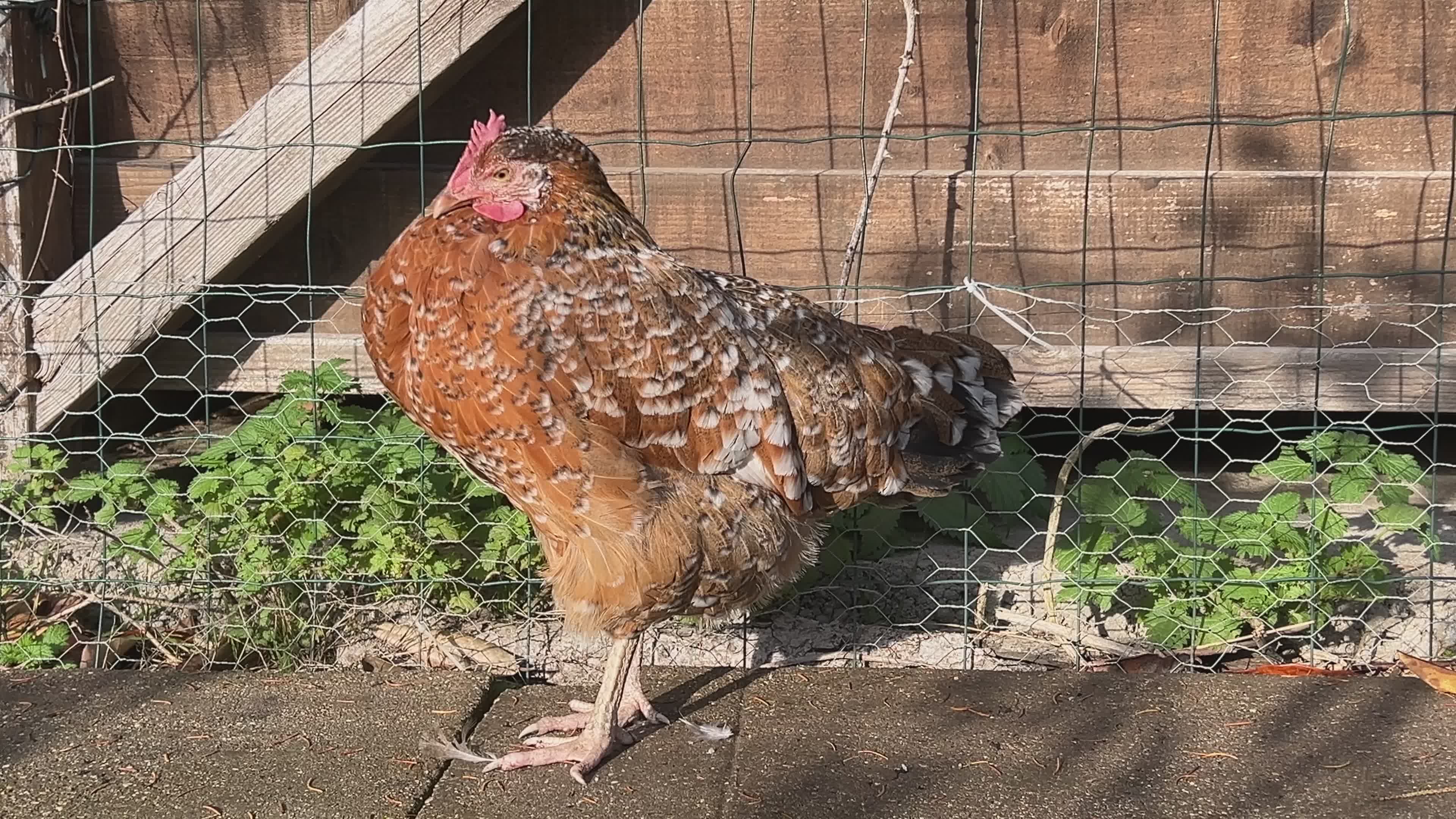 Hen Walking in Rural Chicken Coop Free Stock Video Footage, Royalty ...