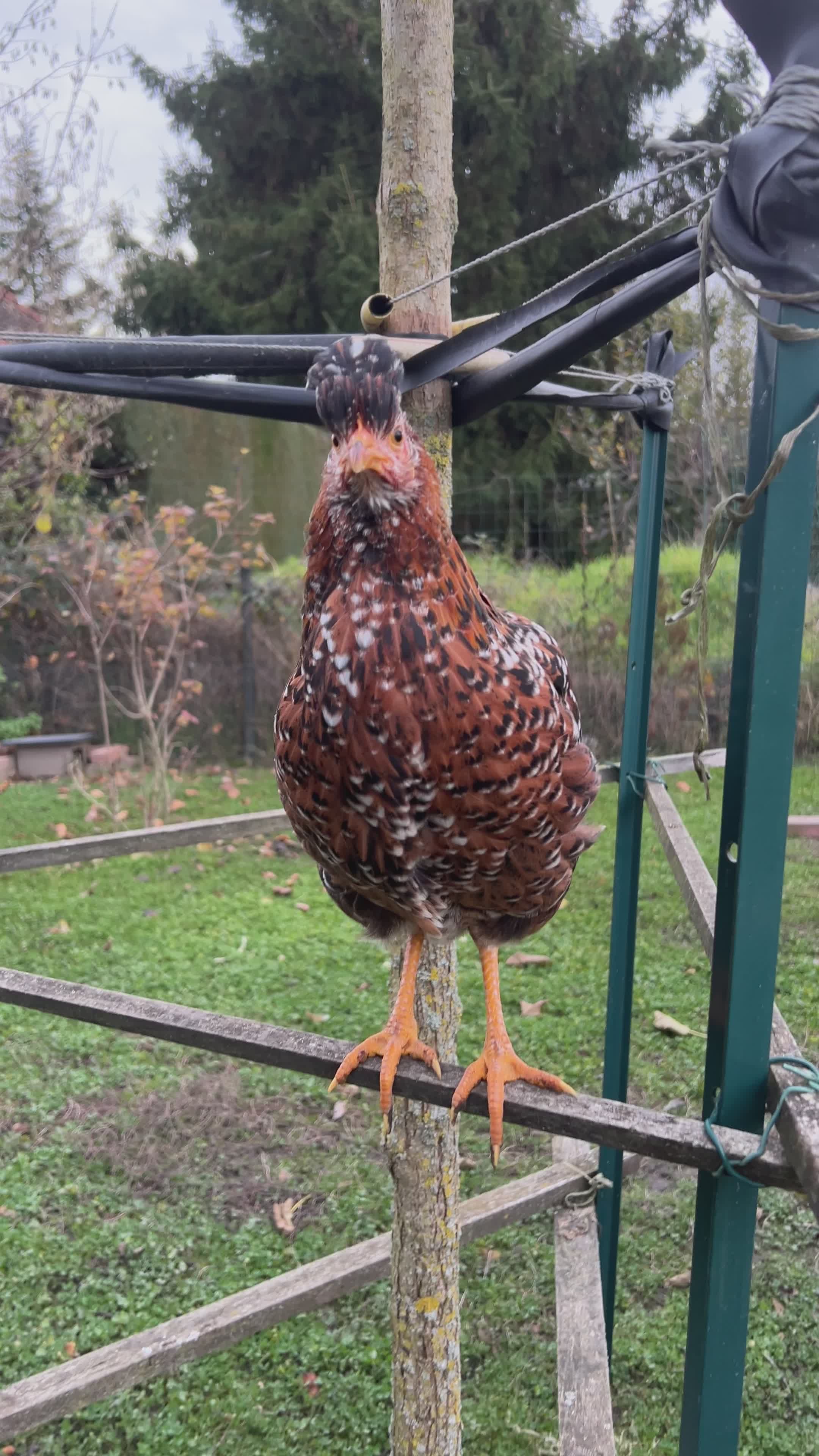 Speckled Hen Perched Outdoors in Rural Setting Free Stock Video Footage ...