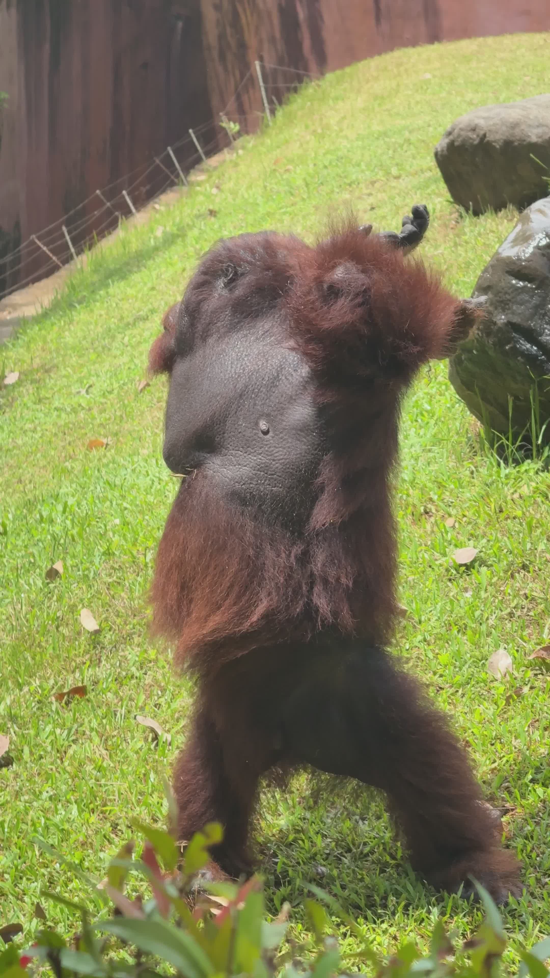 Zoo Items Videos, Download The BEST Free 4k Stock Video Footage & Zoo ...