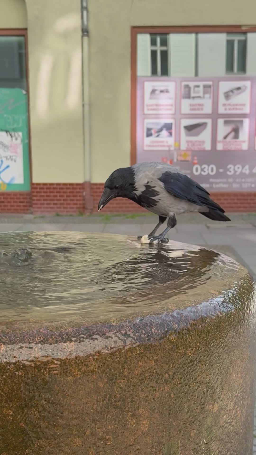 Crow Drinking Water from Urban Fountain Free Stock Video Footage ...