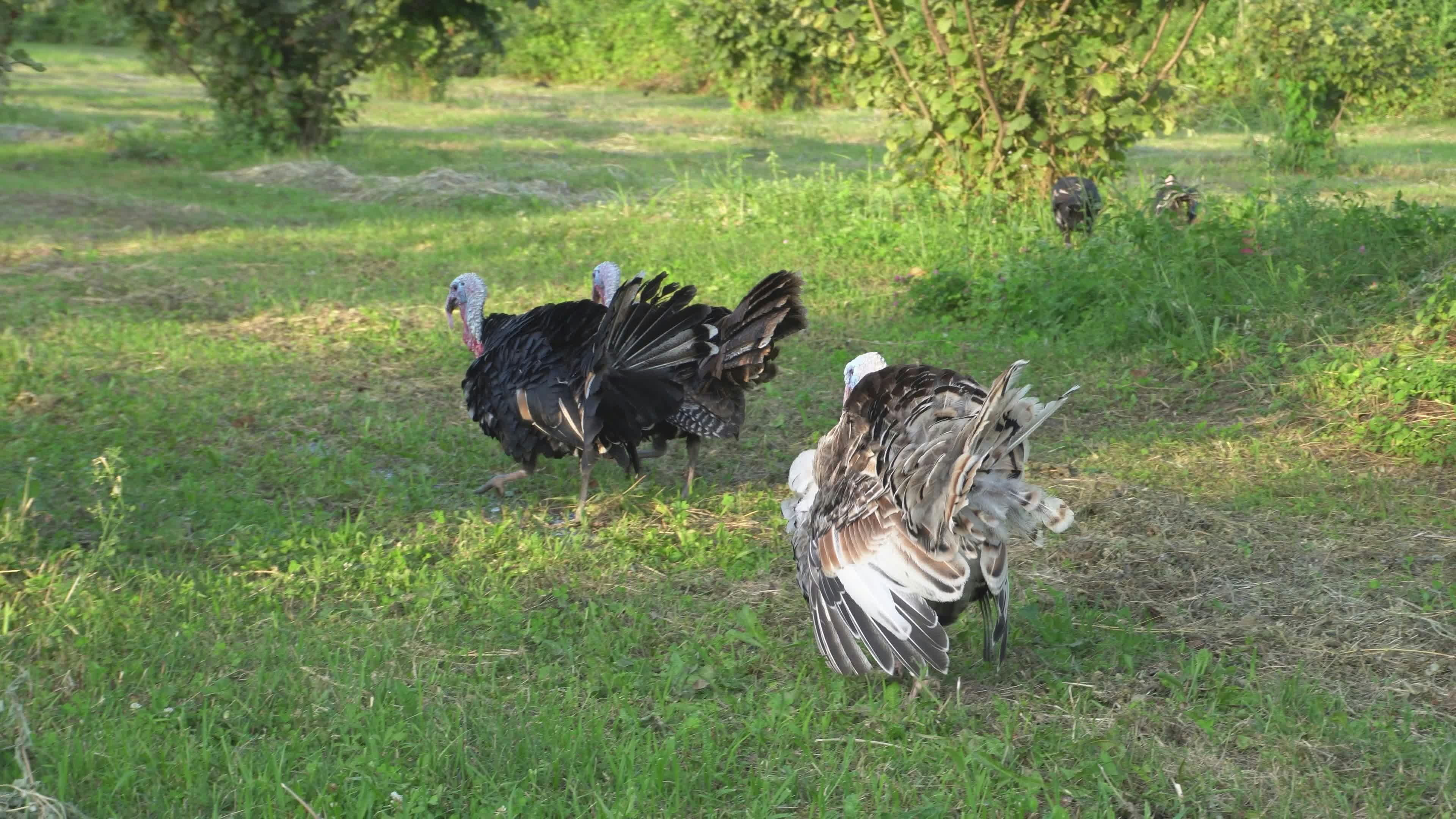 Wild Turkeys in Natural Green Landscape Free Stock Video Footage ...