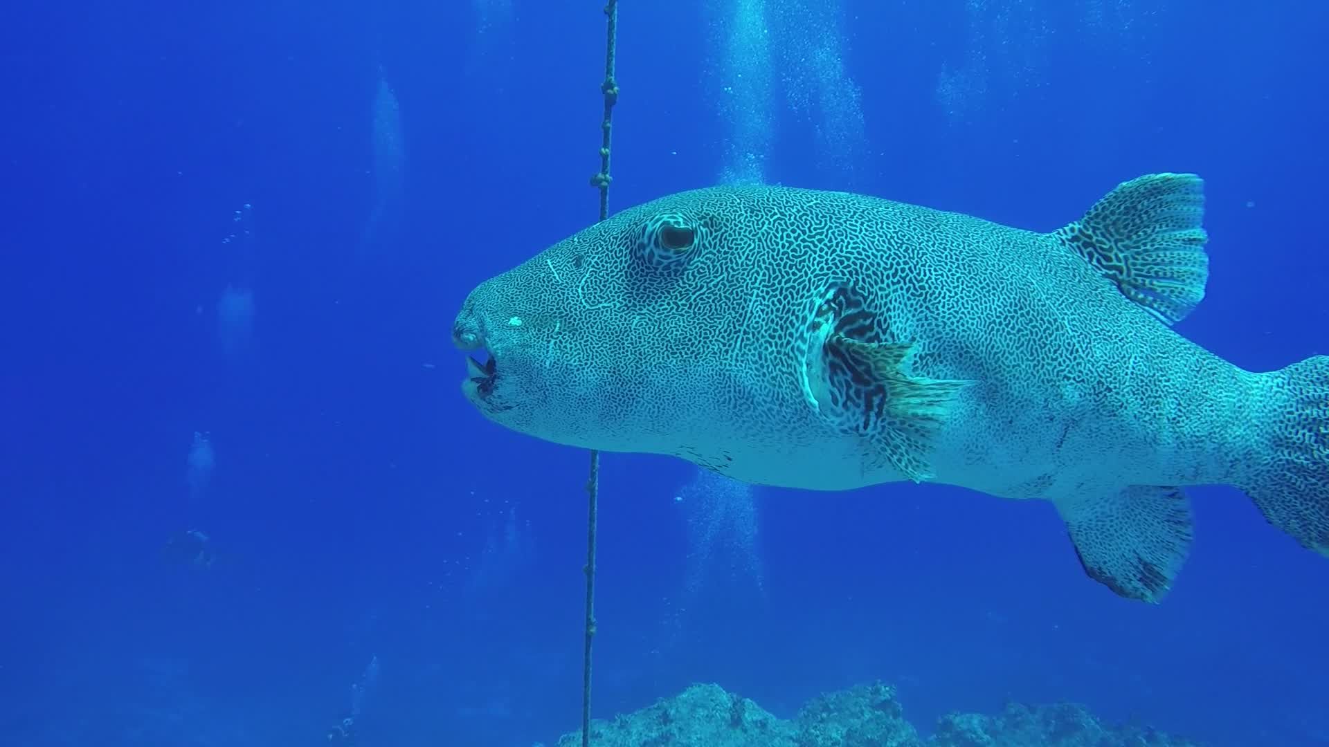 Vídeos de stock gratuitos sobre acuario, acuático, agua, agua corporal ...